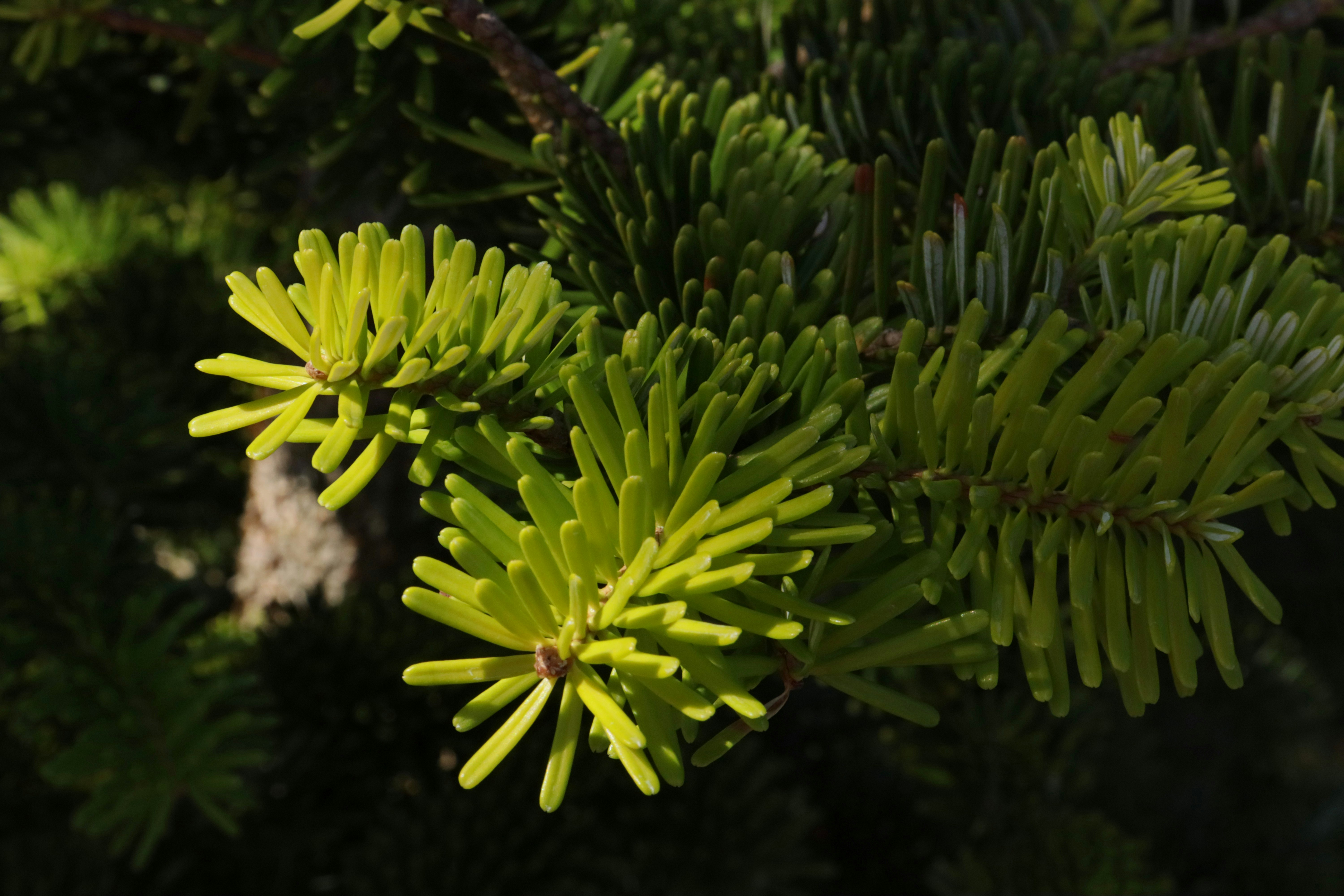 Close-up of bright green fir tree needles in sunlight