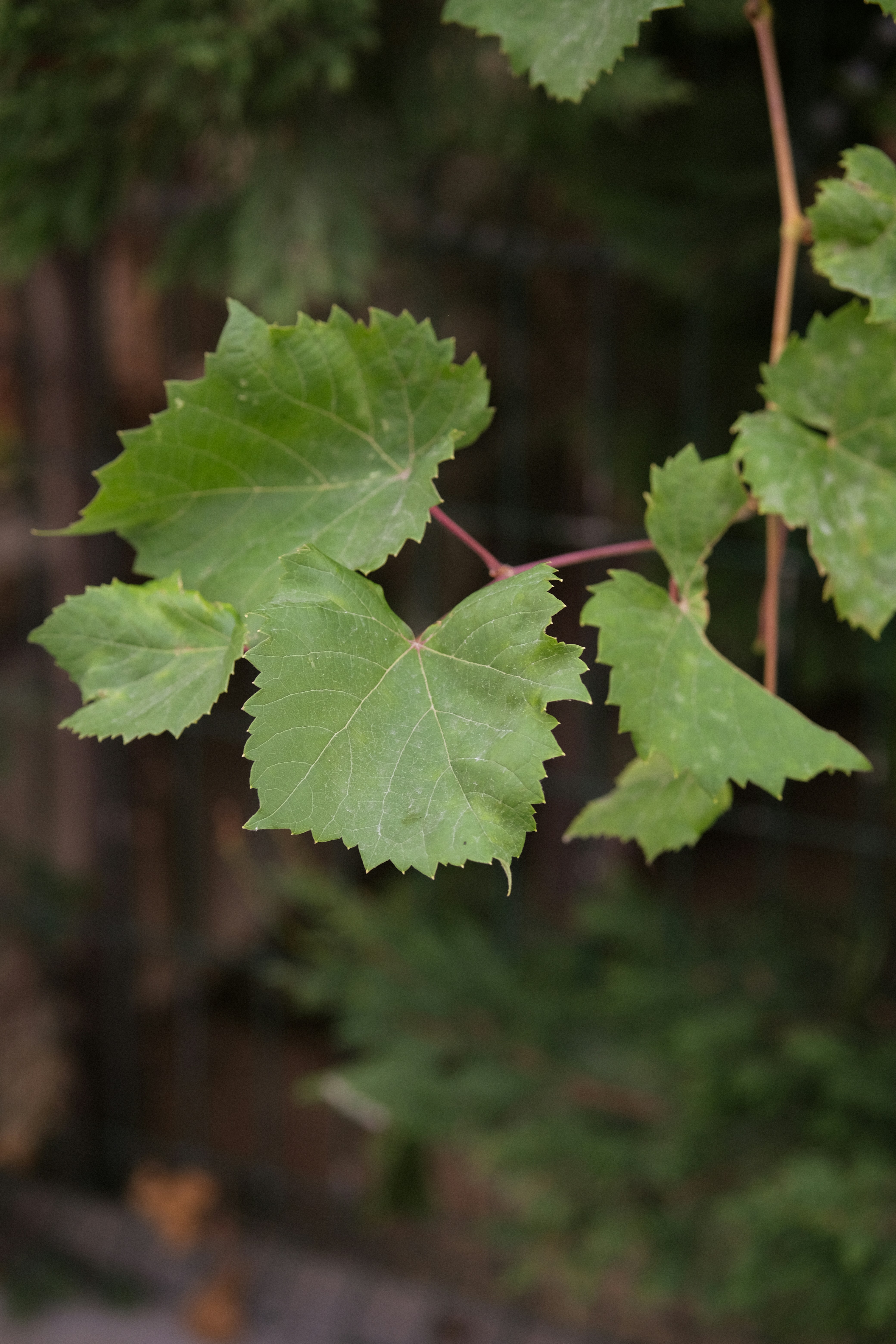 Whispers of Nature: A Leaf's Journey