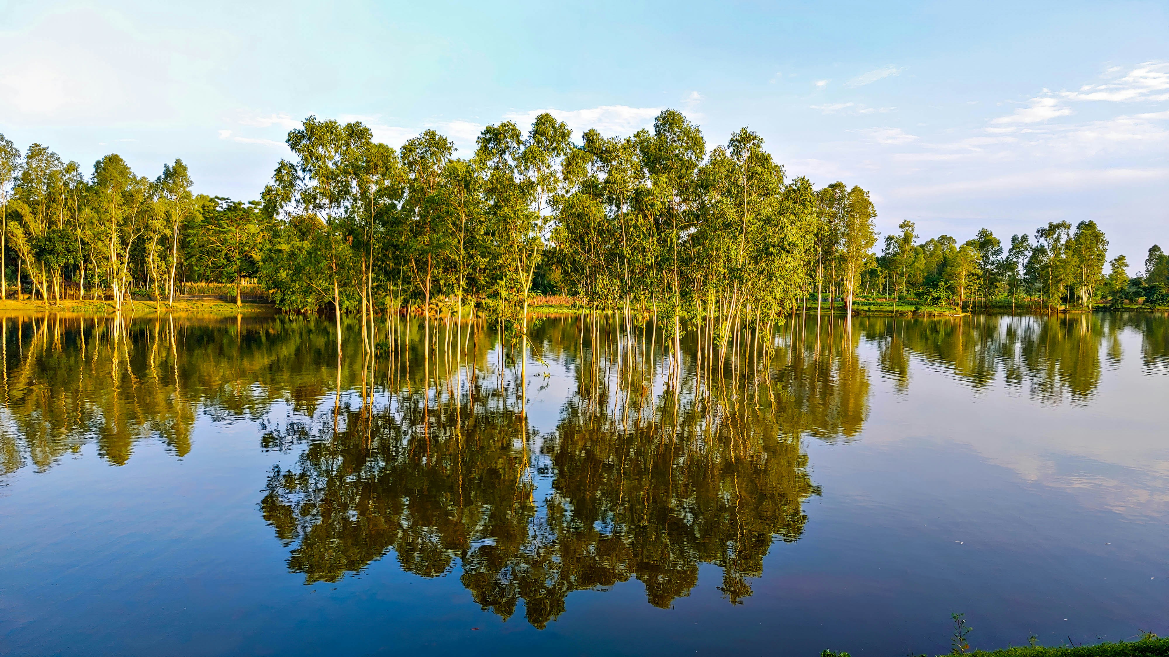 Flooded Riverside Trees at Ghagot River, Rangpur | Tall trees reflected in a calm lake under a clear sky