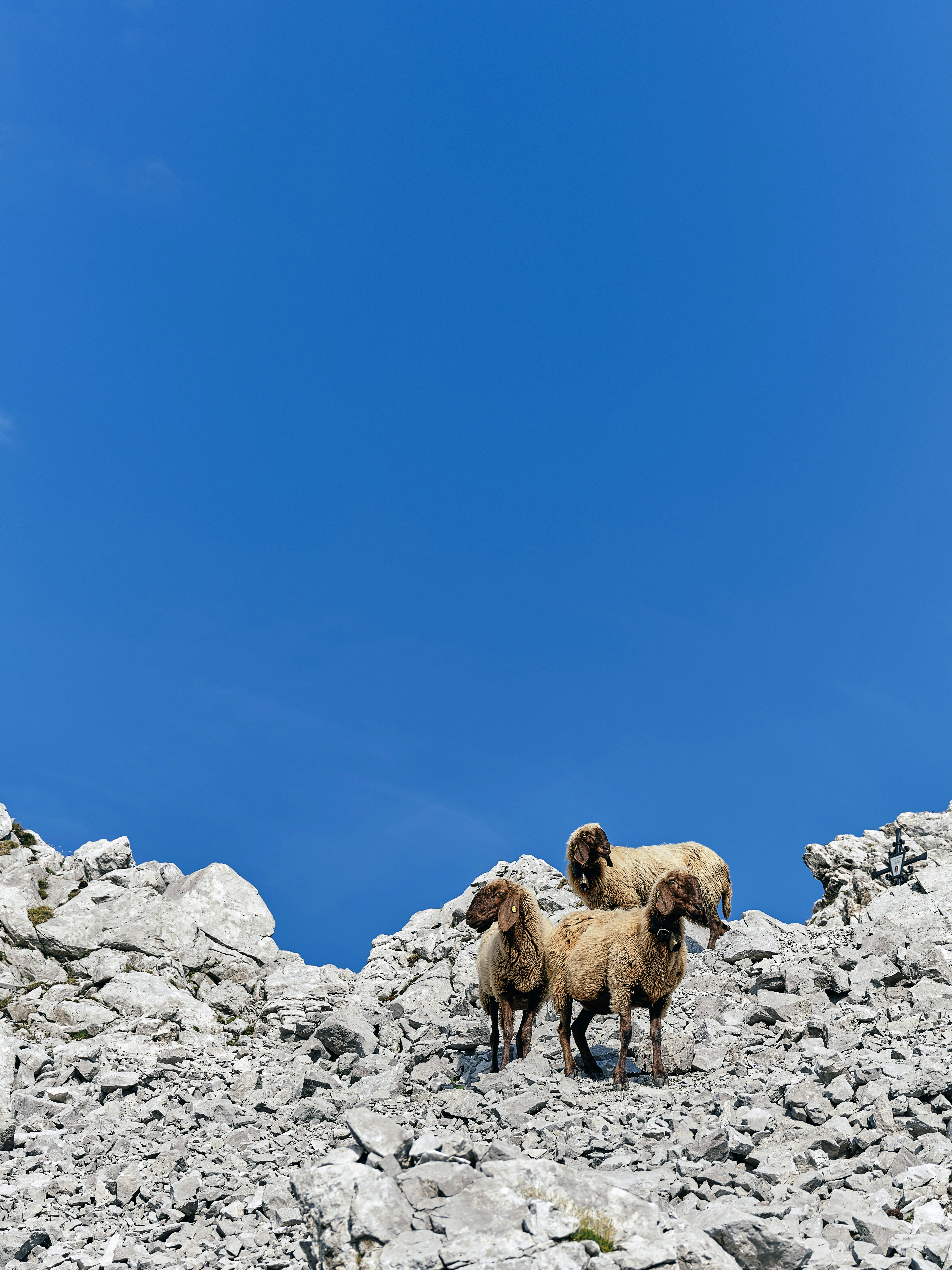 Three sheep stand on a rocky mountain slope.