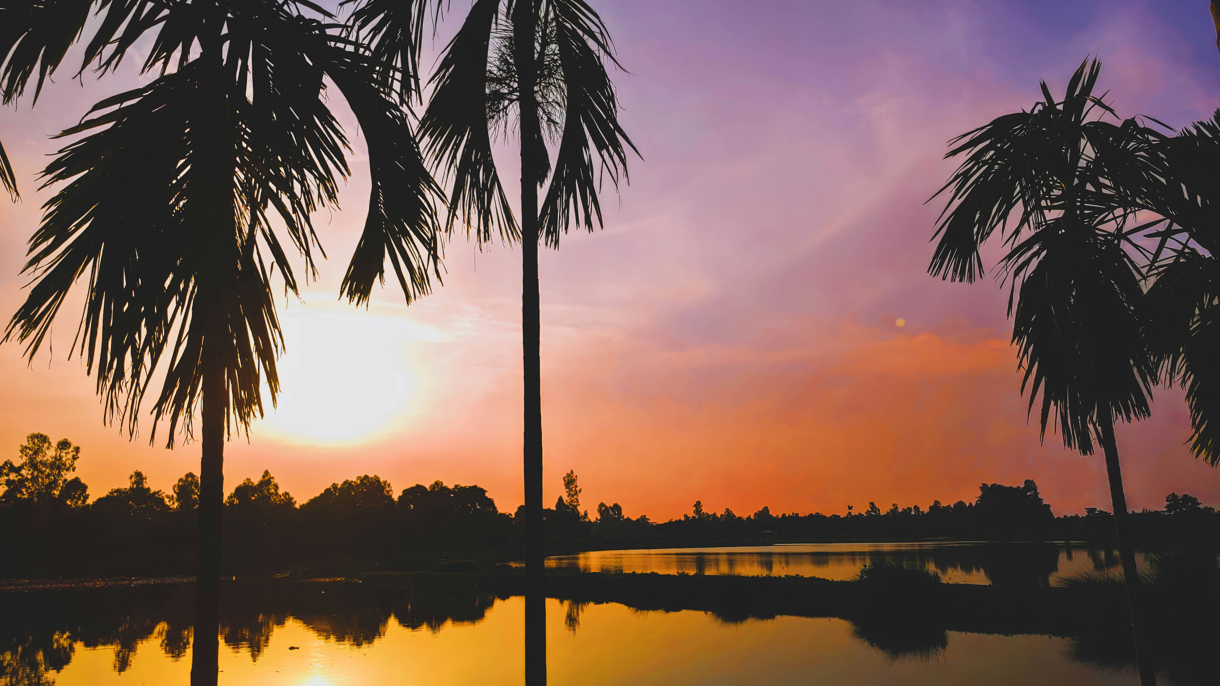 Palm Silhouettes at Sunset on the Ghagot River Bank, Rangpur | Palm trees silhouetted against a vibrant sunset over water.