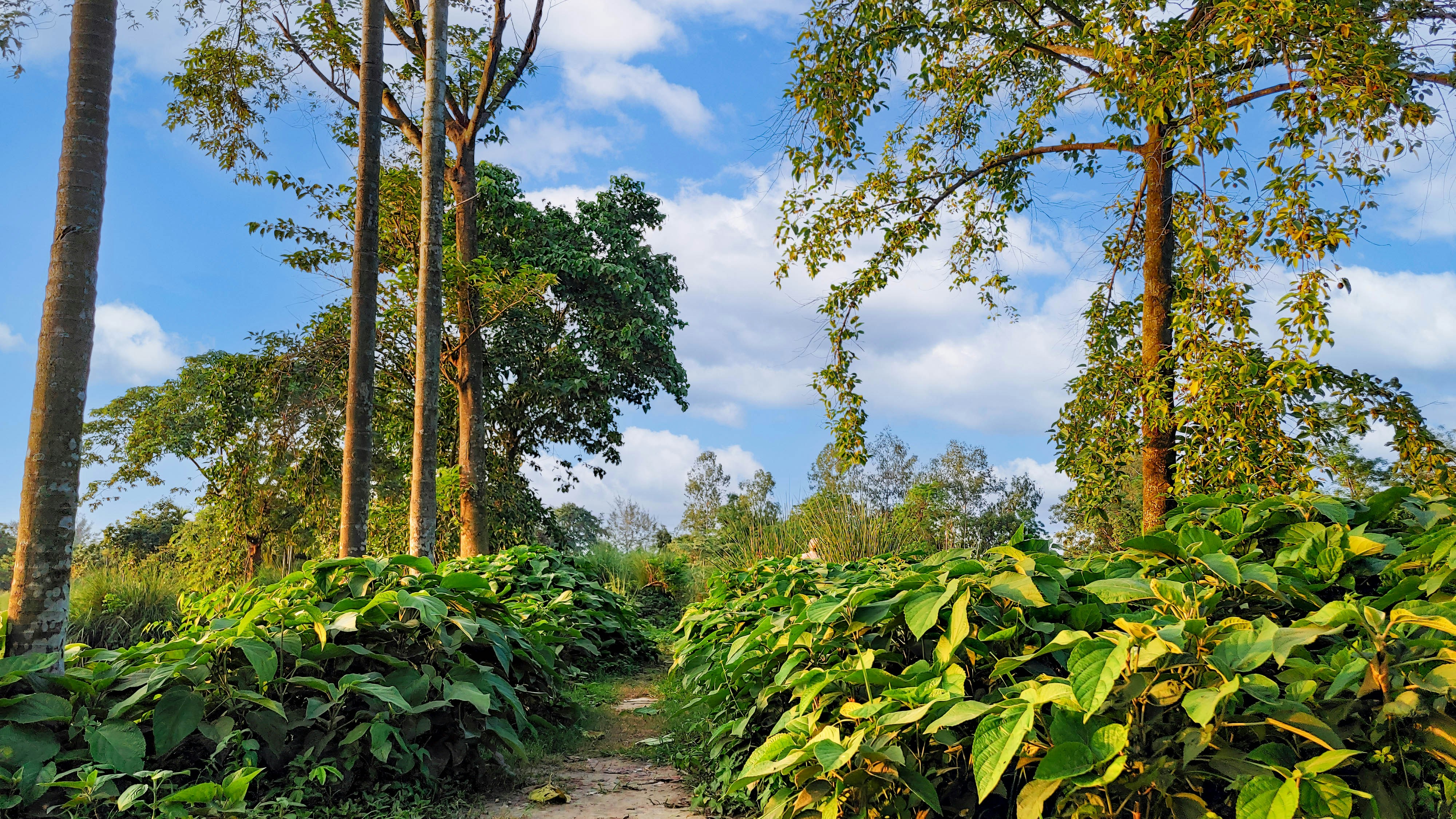 Green Pathway by the Ghagot River Bank, Rangpur | Path through lush green foliage under tall trees