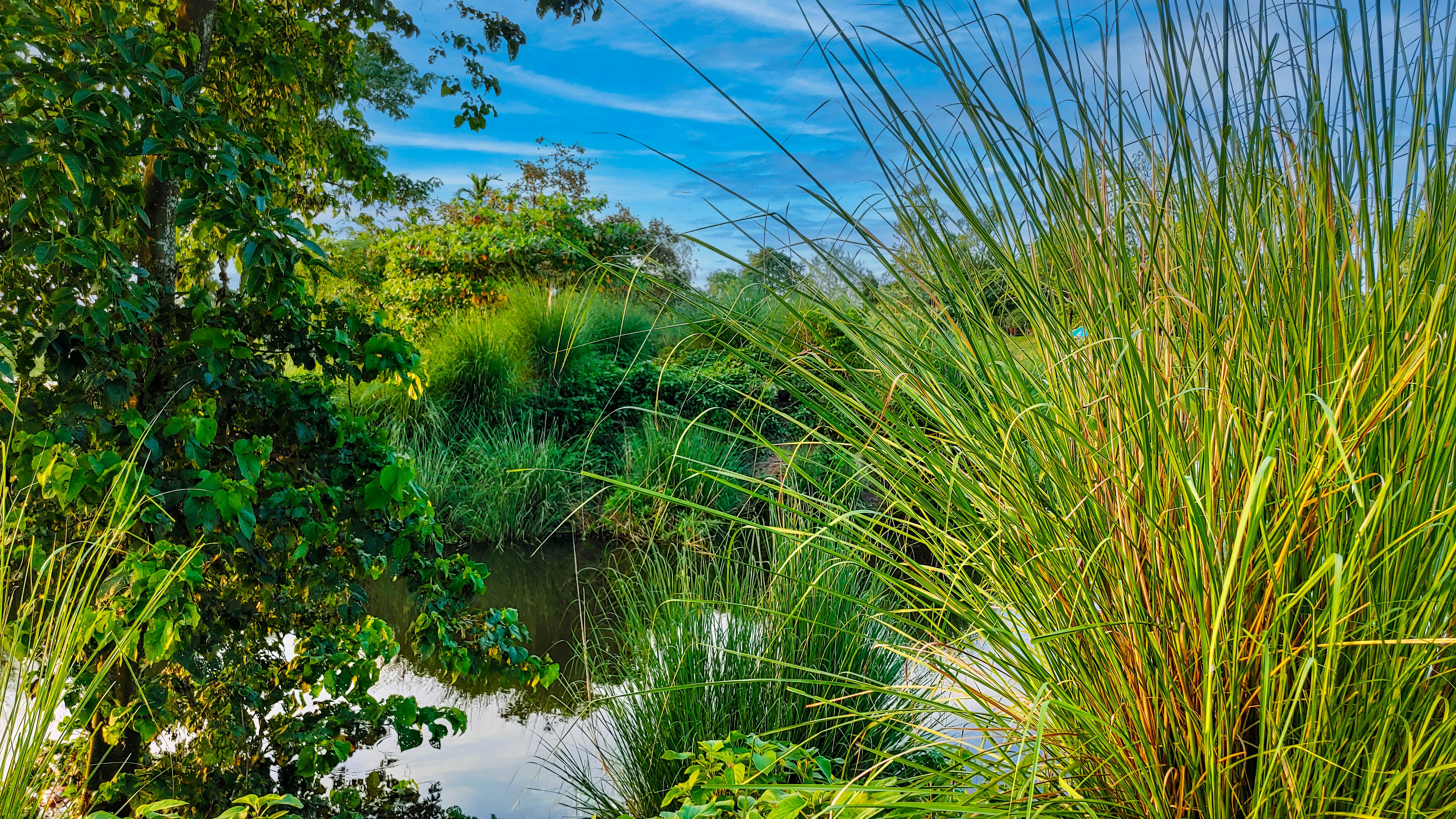 Wild Greenery on the Ghagot River Bank, Rangpur | Lush green grass and trees under a blue sky