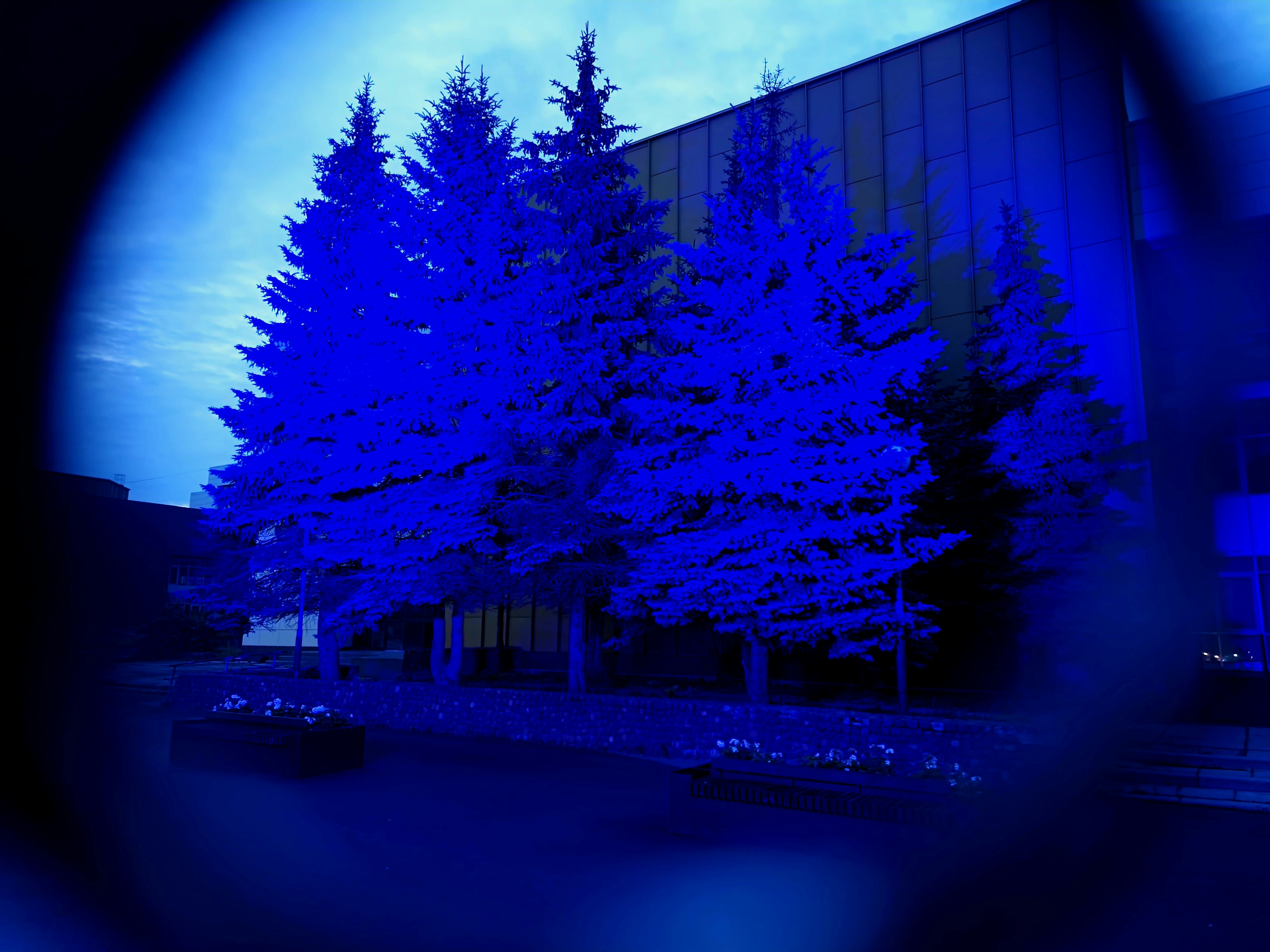 A strange building and scene. | Blue illuminated evergreen trees in front of building