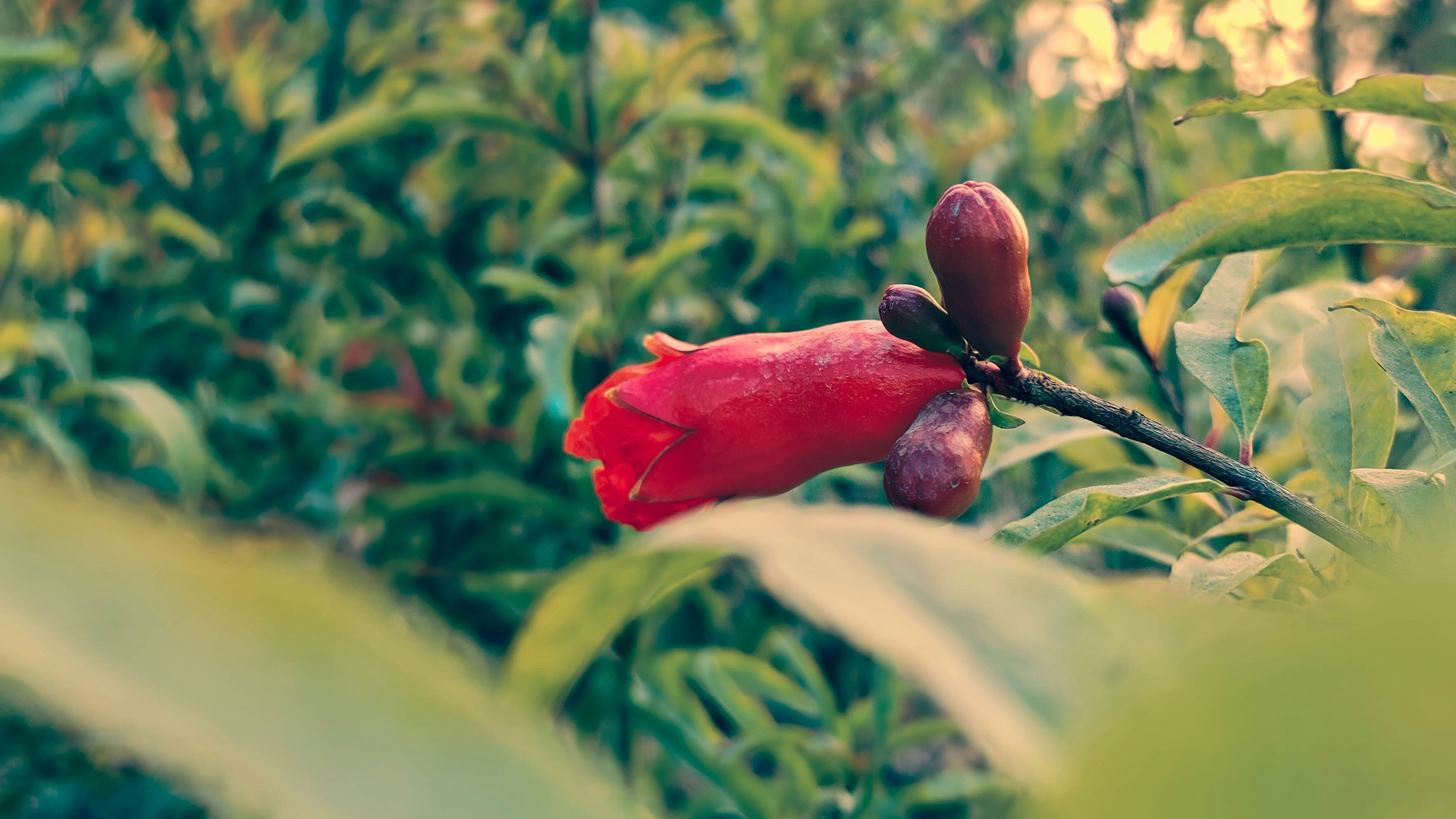 Pomegranate Flower Bud in Bloom | Red flower bud on a branch with green leaves
