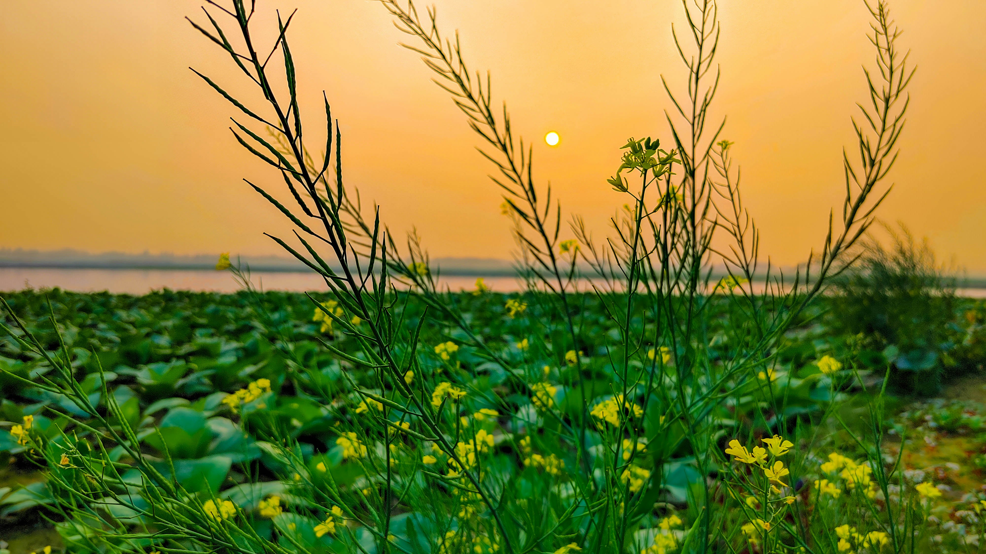 Mustard Flowers at Sunset by the Teesta River Bank, Mahipur | Field of green plants with yellow flowers at sunset