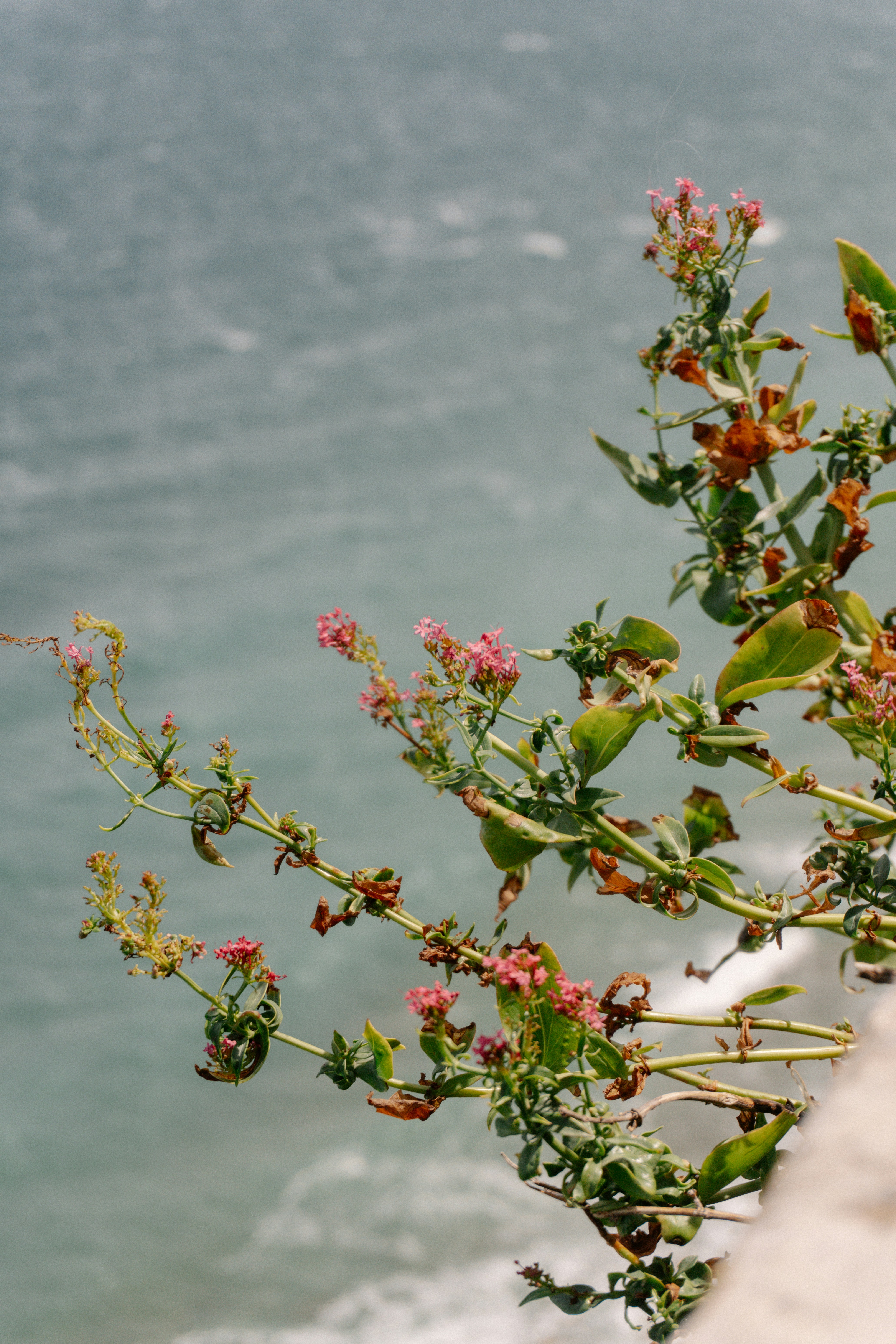 Blooms at the Edge: Pink-tinged Stems Clinging Over a Sea cliff