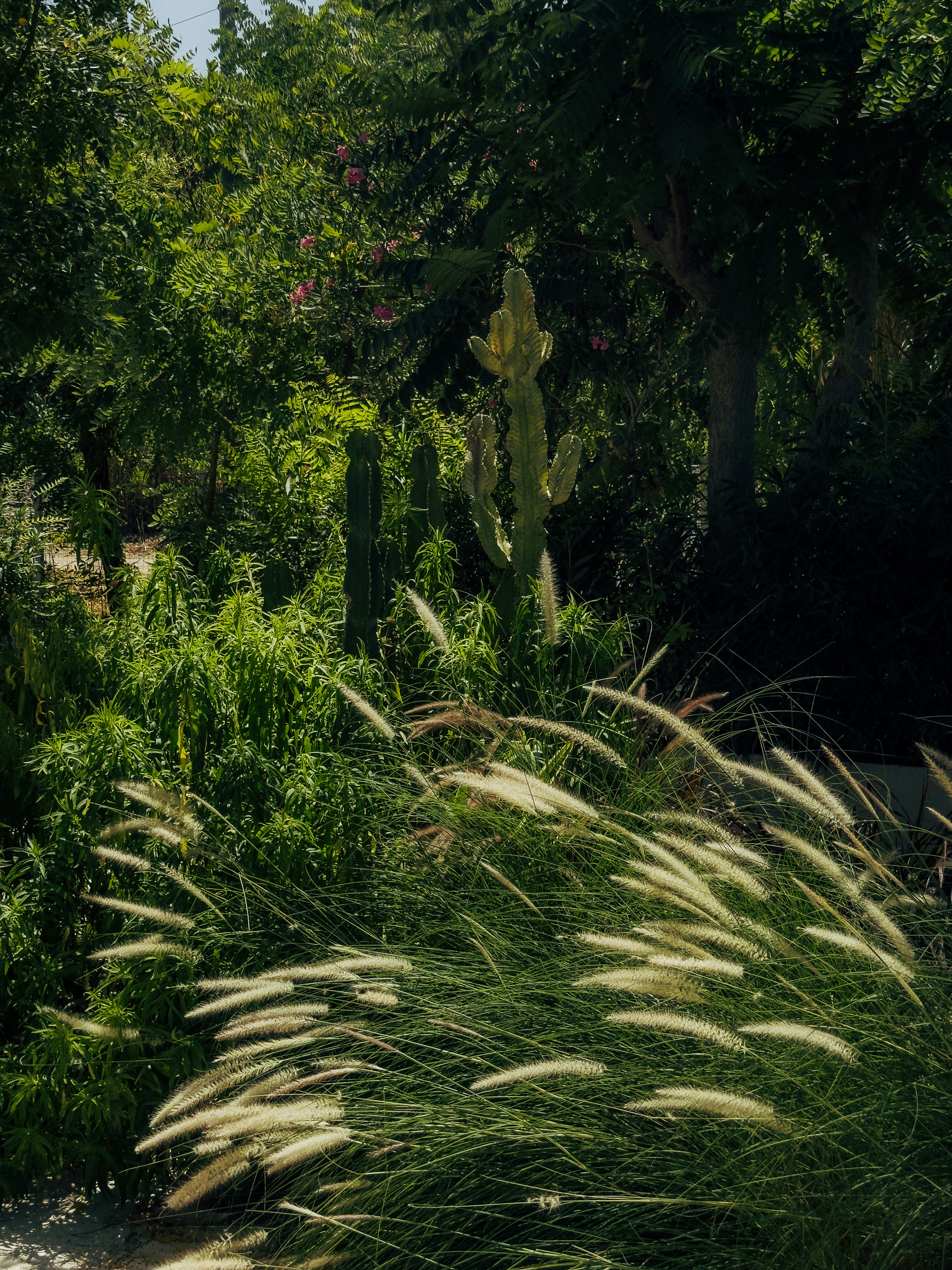 Lush greenery intermingles with cacti and ornamental grasses, creating a vibrant desert landscape. The scene captures the essence of a thriving ecosystem.
