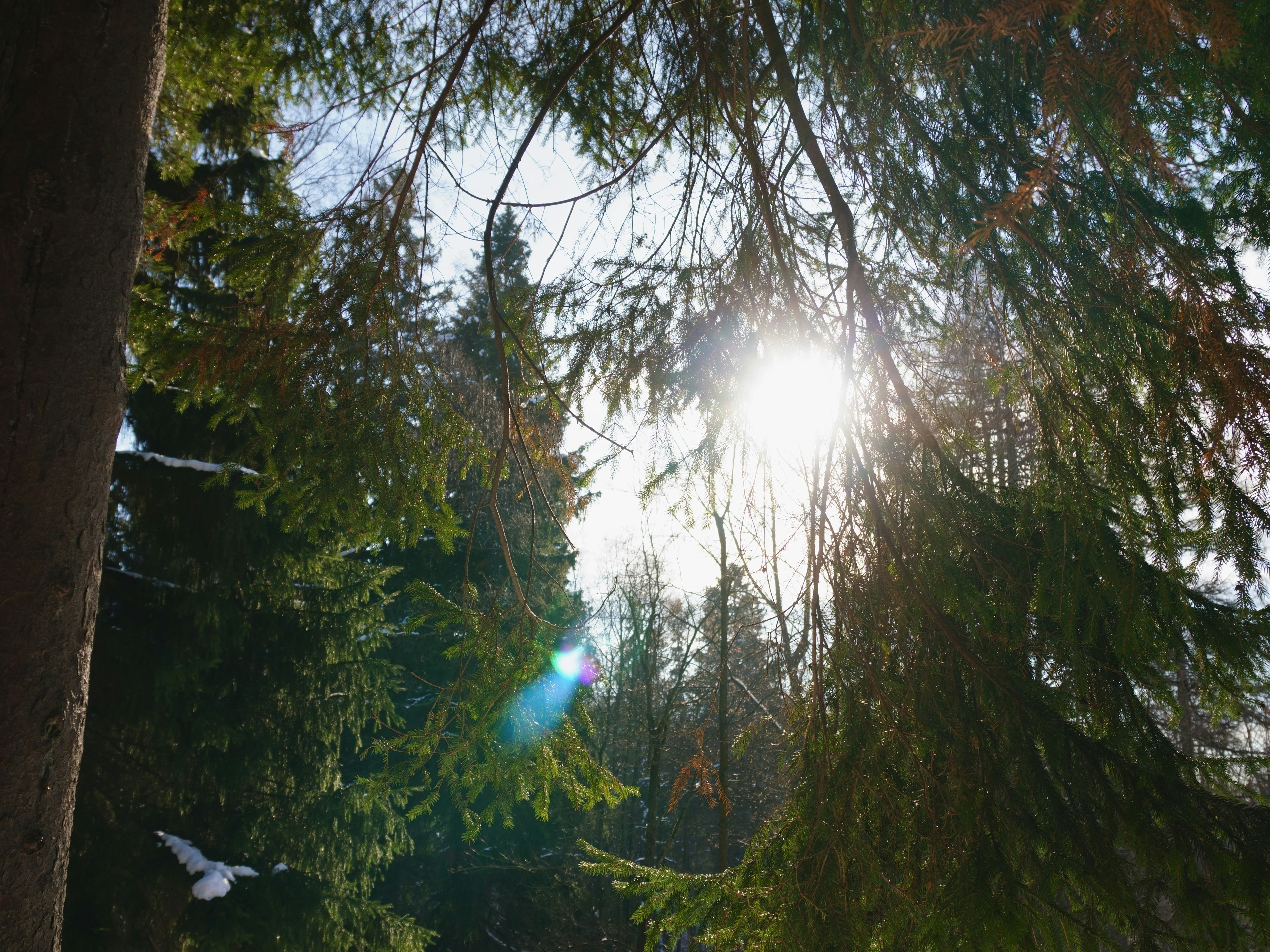Sunlit Canopy: Nature's Luminous Embrace