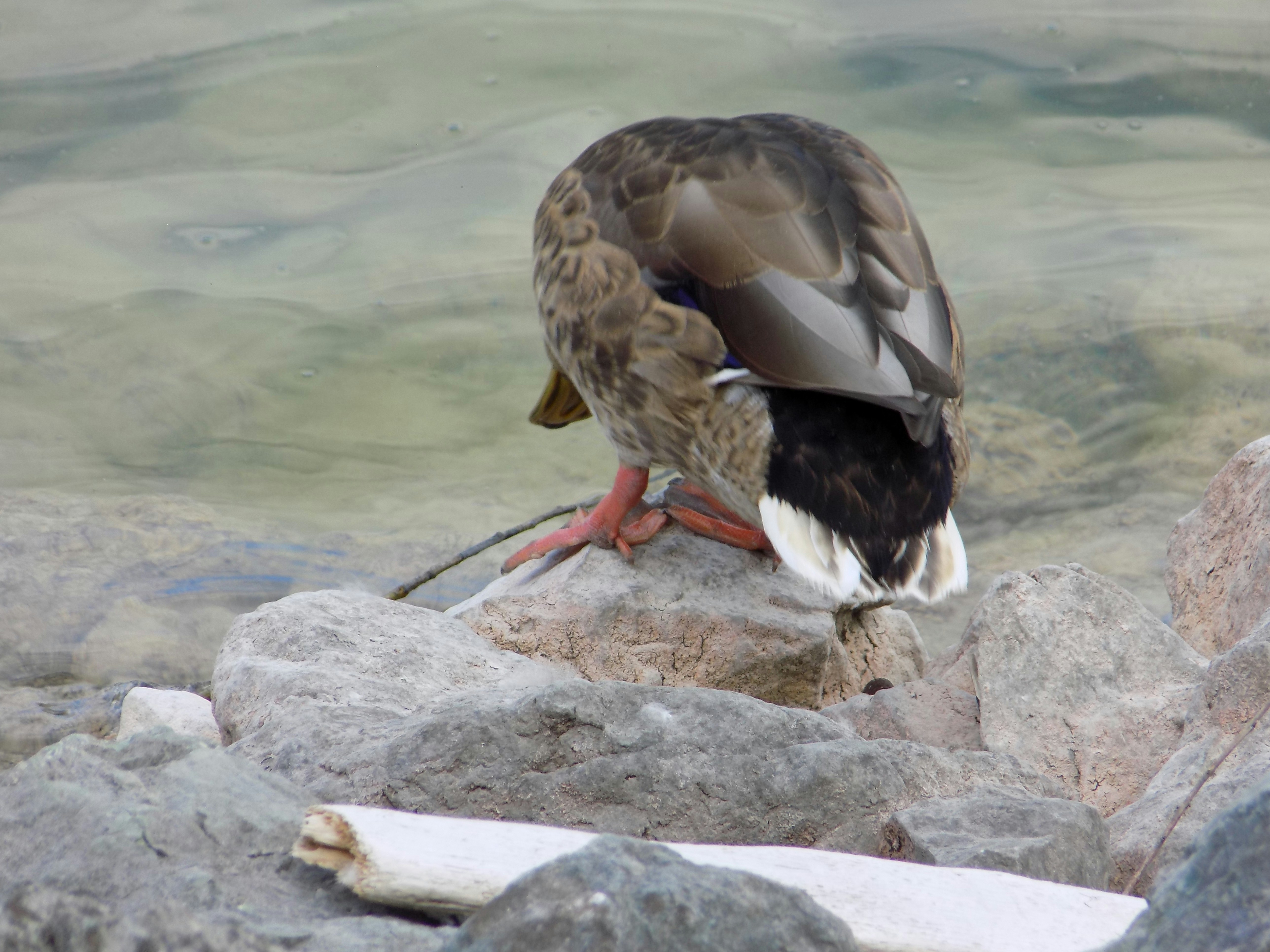 Stone Perch: A Duck Resting on Weathered Rocks by a Quiet Shore