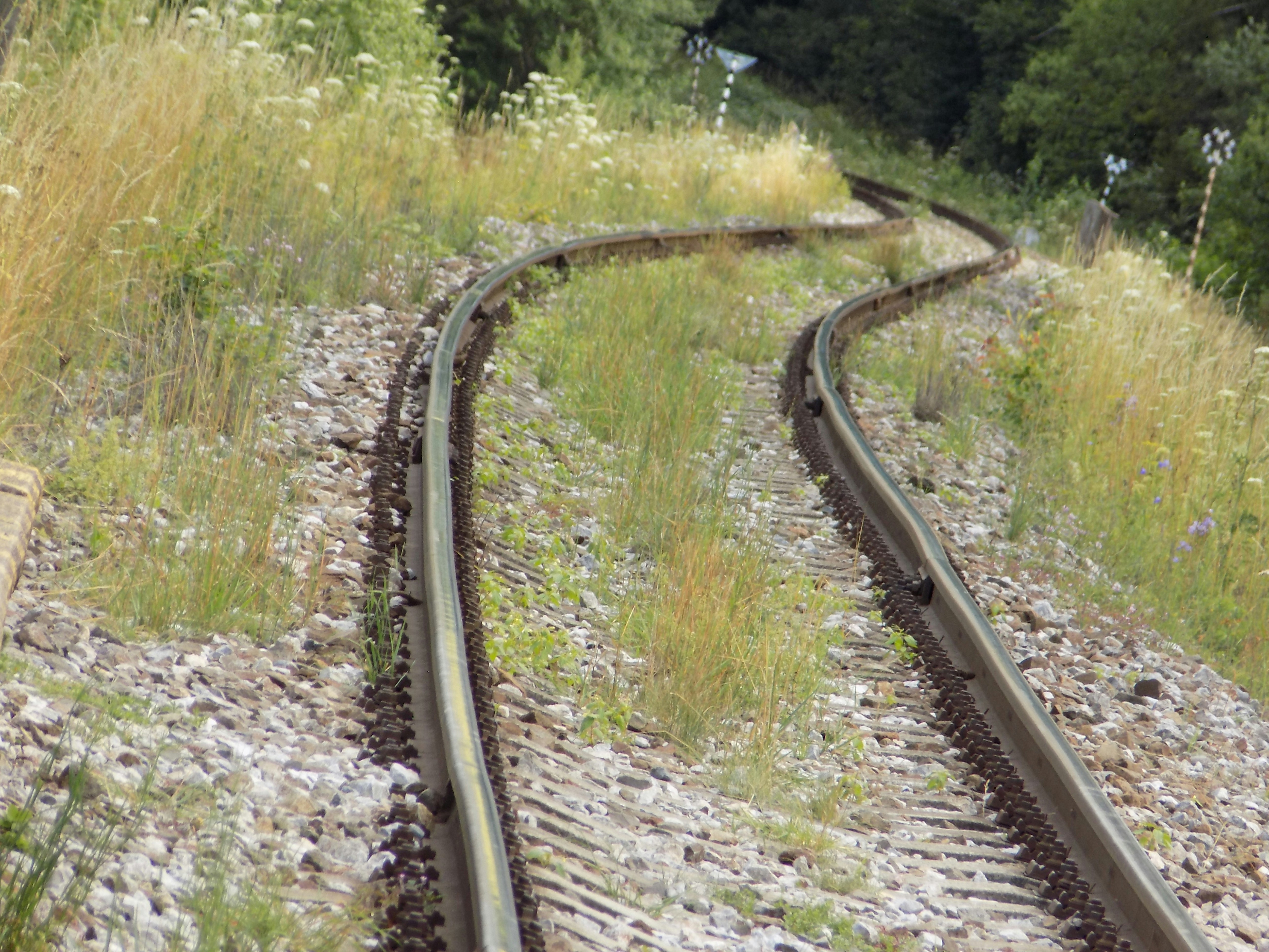 Curving train tracks through overgrown green grass.