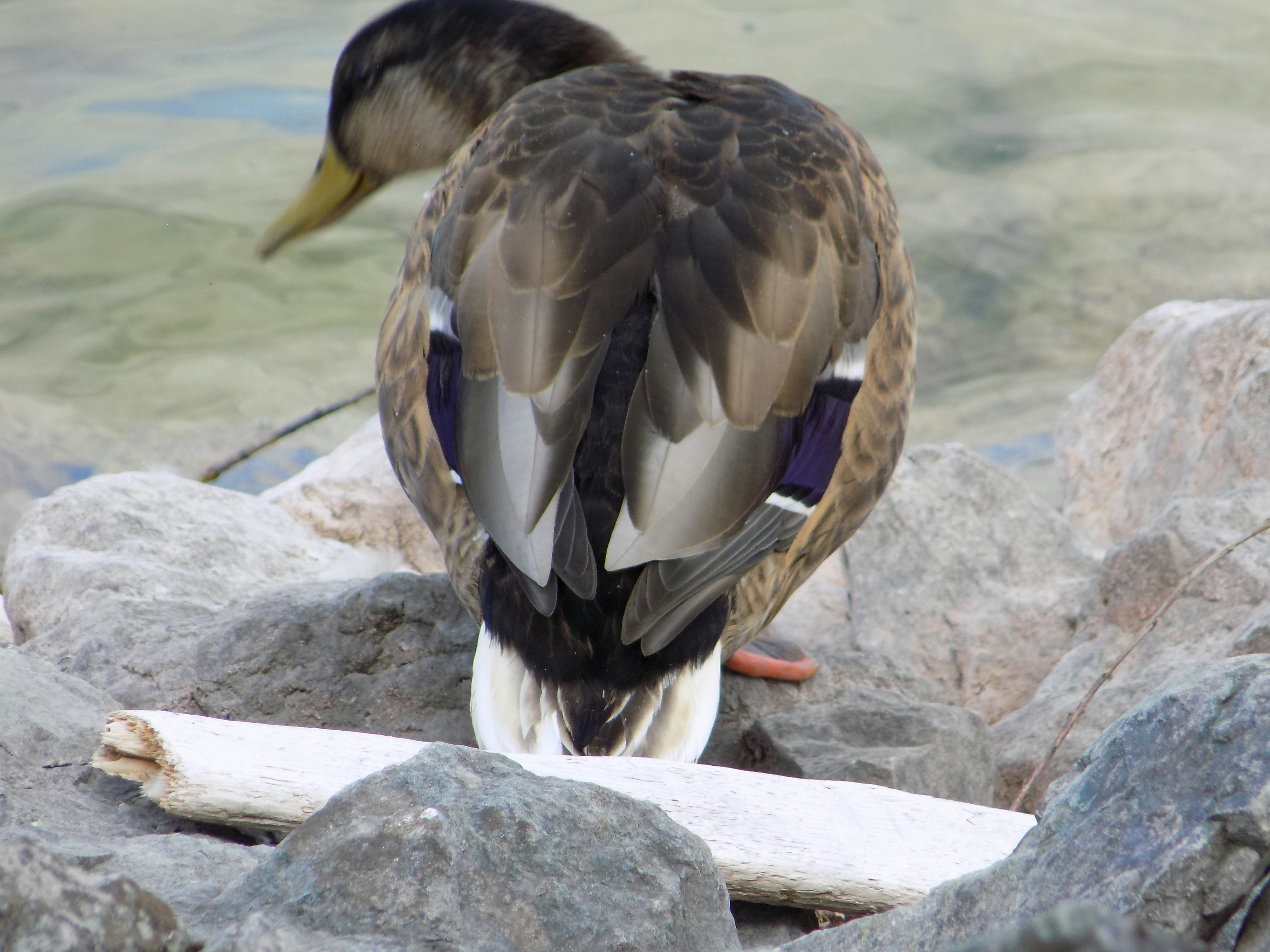 Photo by Bruno Rybarsky with Nikon COOLPIX L340