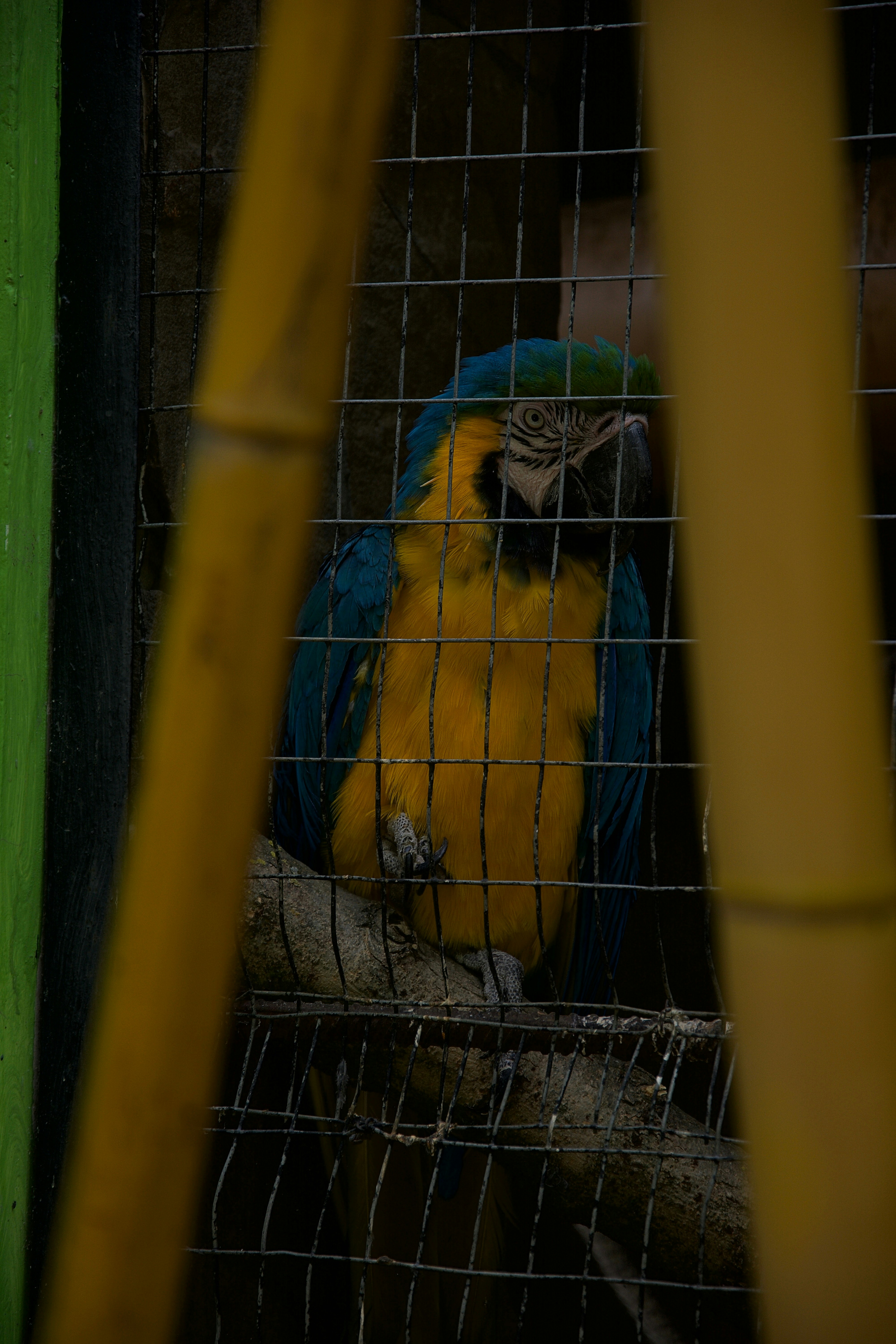 Vibrant parrot perched on a branch, partially obscured by a cage's grid. The striking blue and yellow feathers contrast with the dark background.