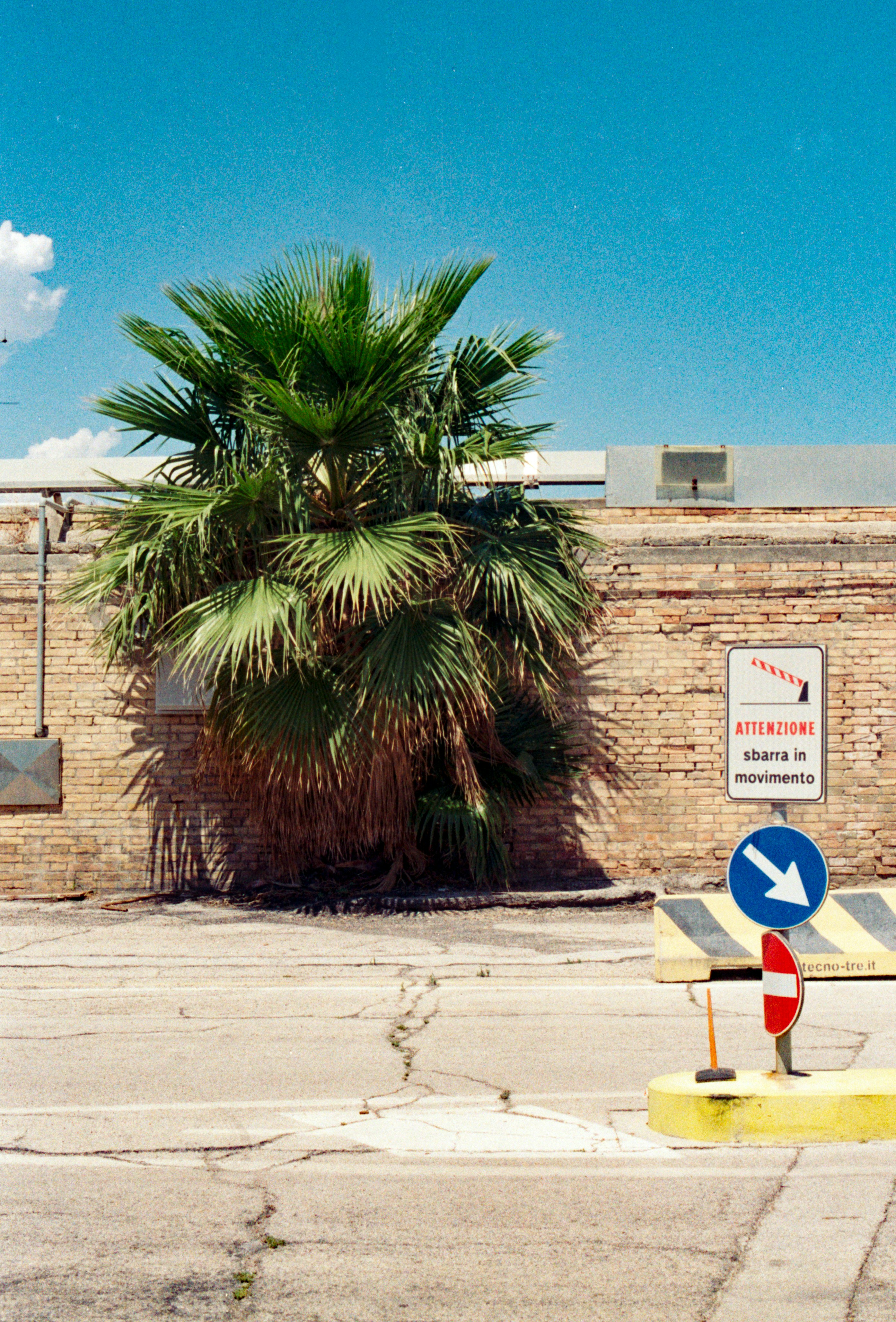 Palm tree against a brick wall under blue sky