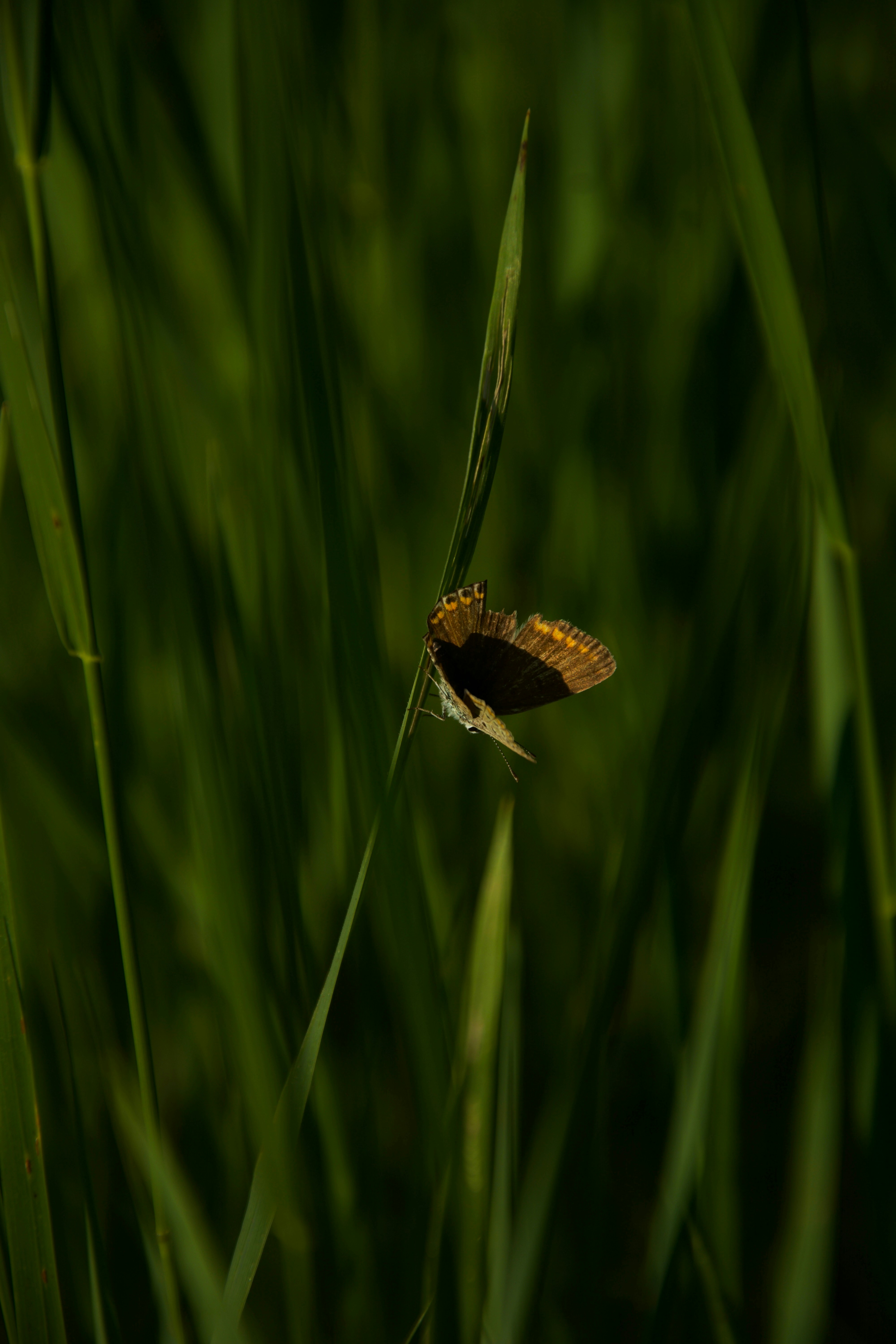 A butterfly delicately perched on a blade of grass, surrounded by lush greenery. The scene captures the tranquility of a sunlit meadow.
