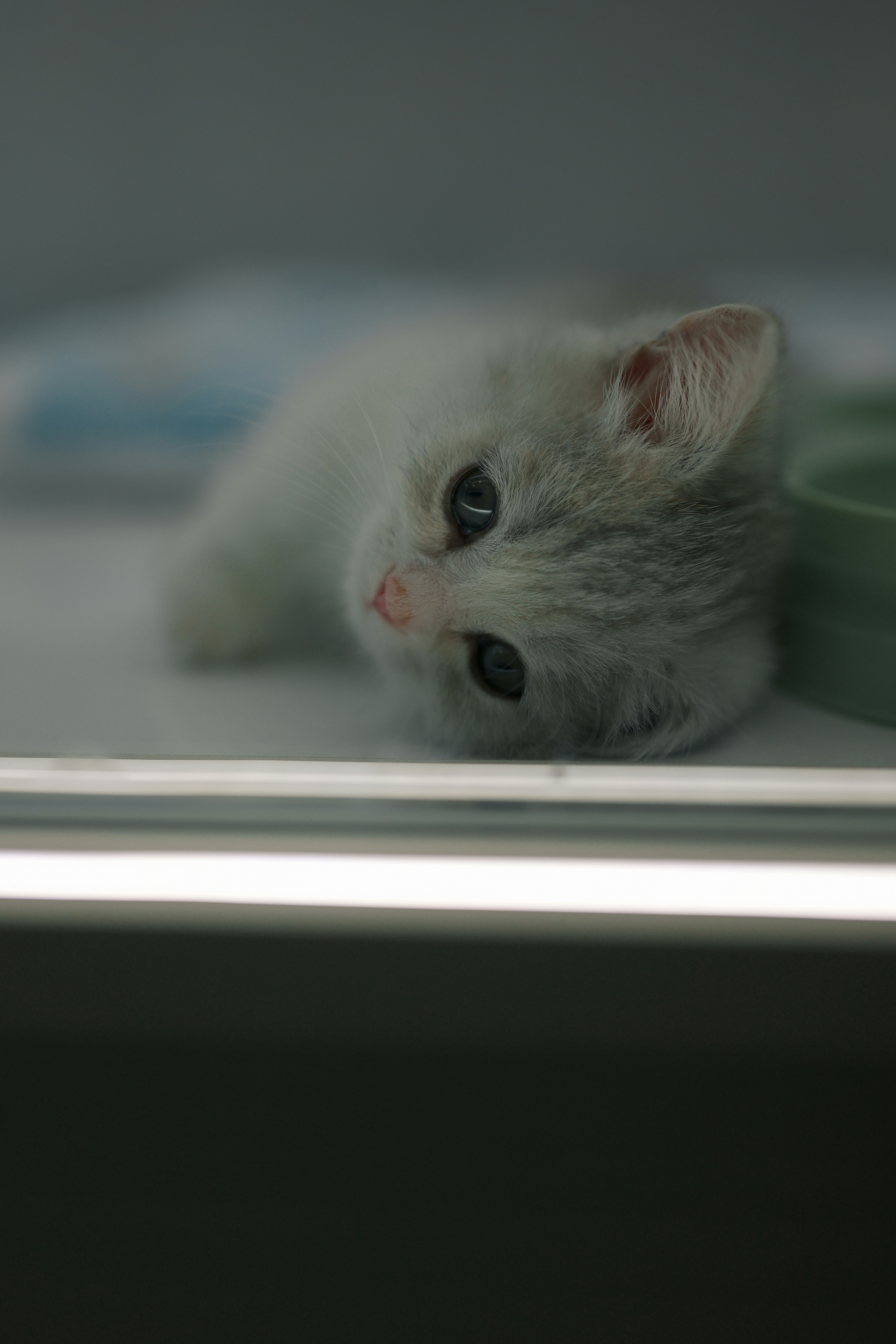 Whiskers of Curiosity