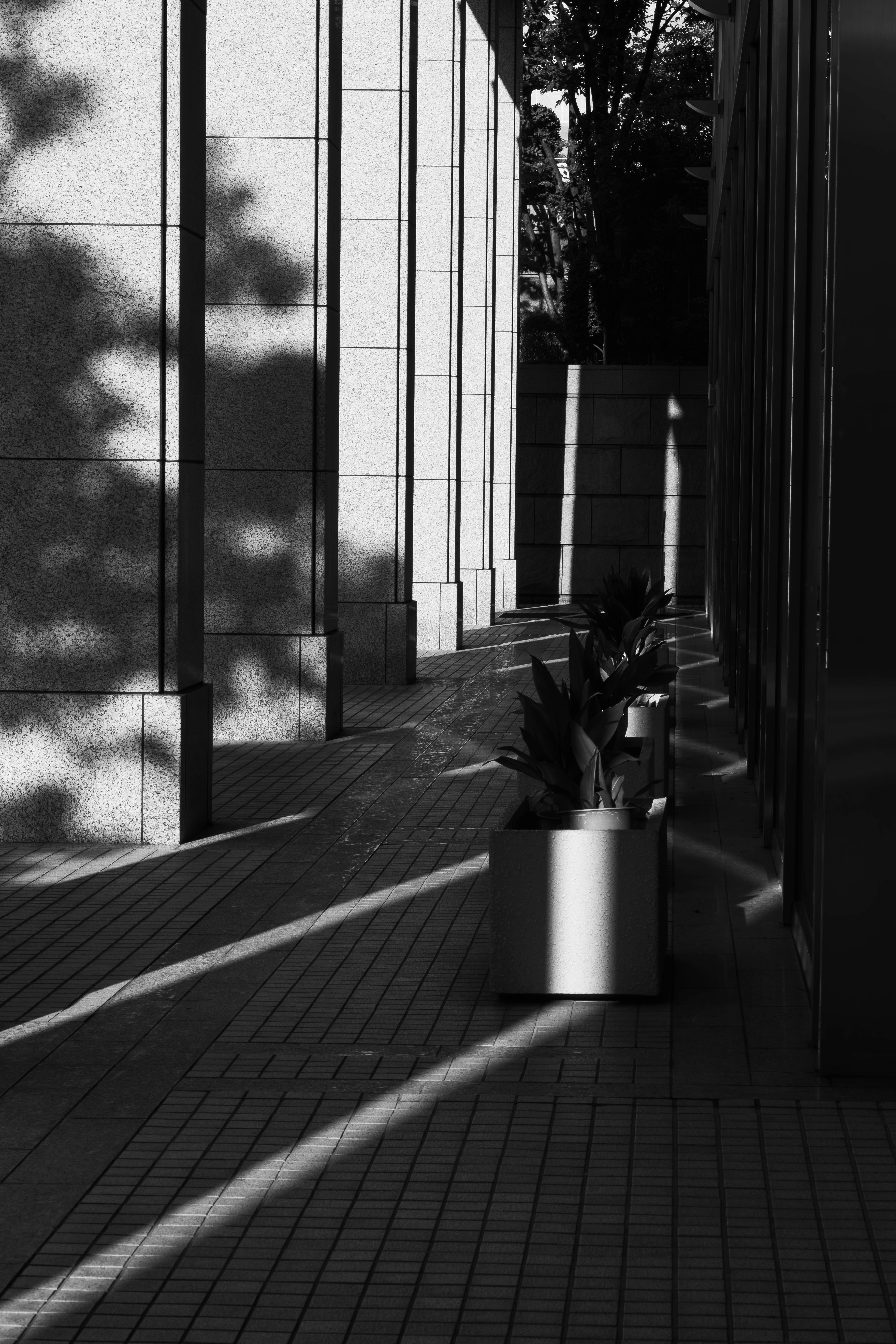 light and shadow | Sunlight streams across a tiled walkway with potted plants.