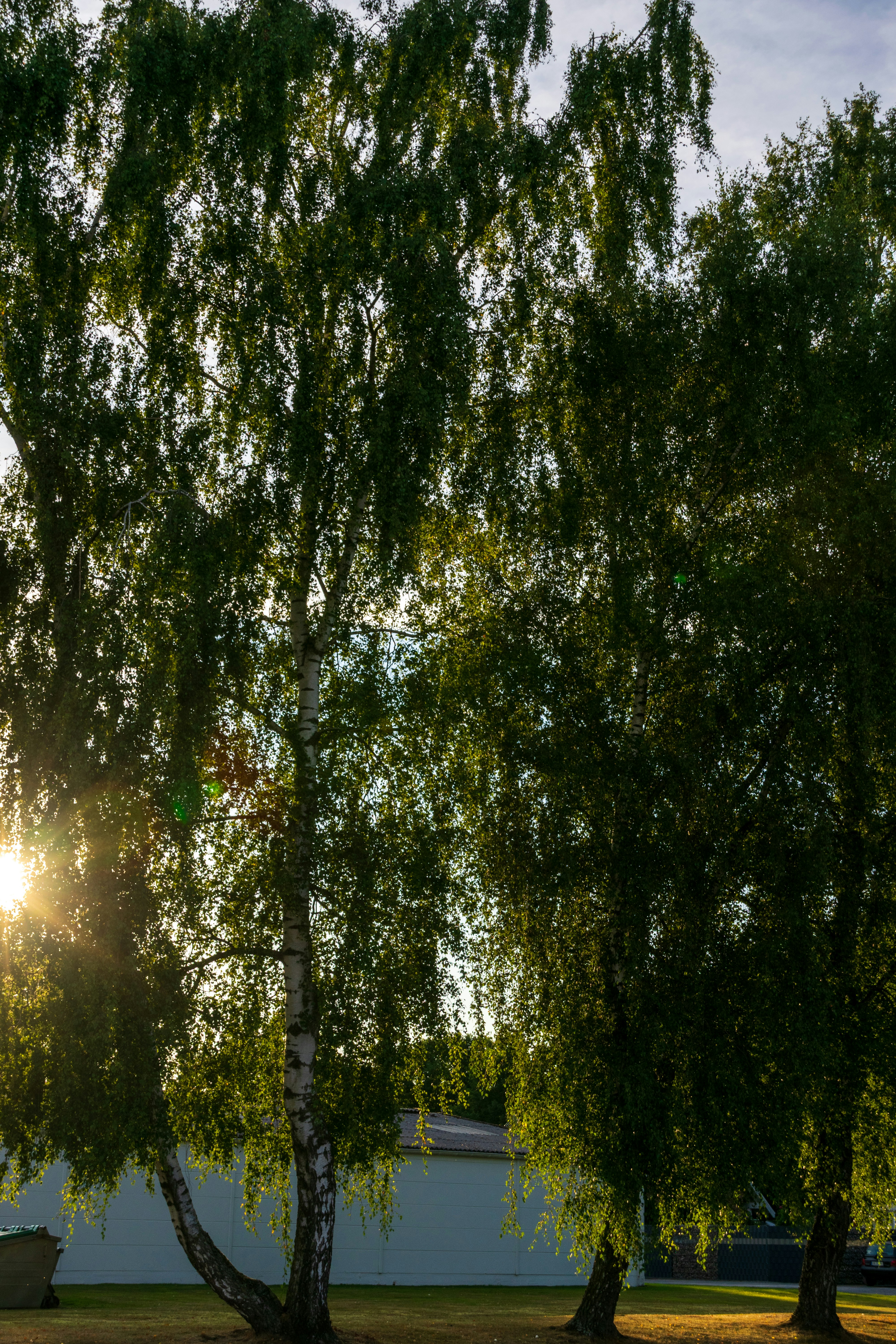 Whispers of Light Through the Canopy
