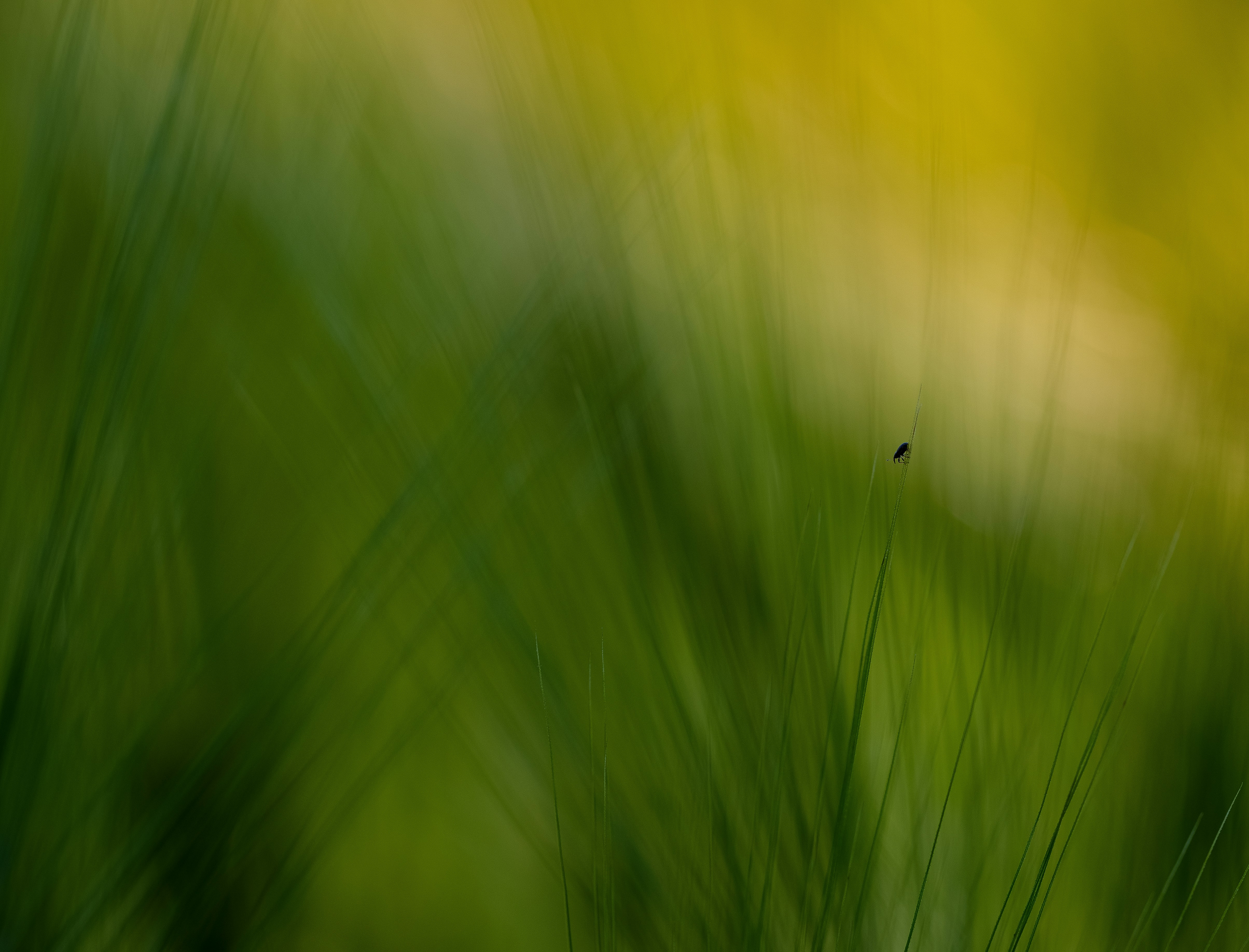 Whispers of Nature's Palette