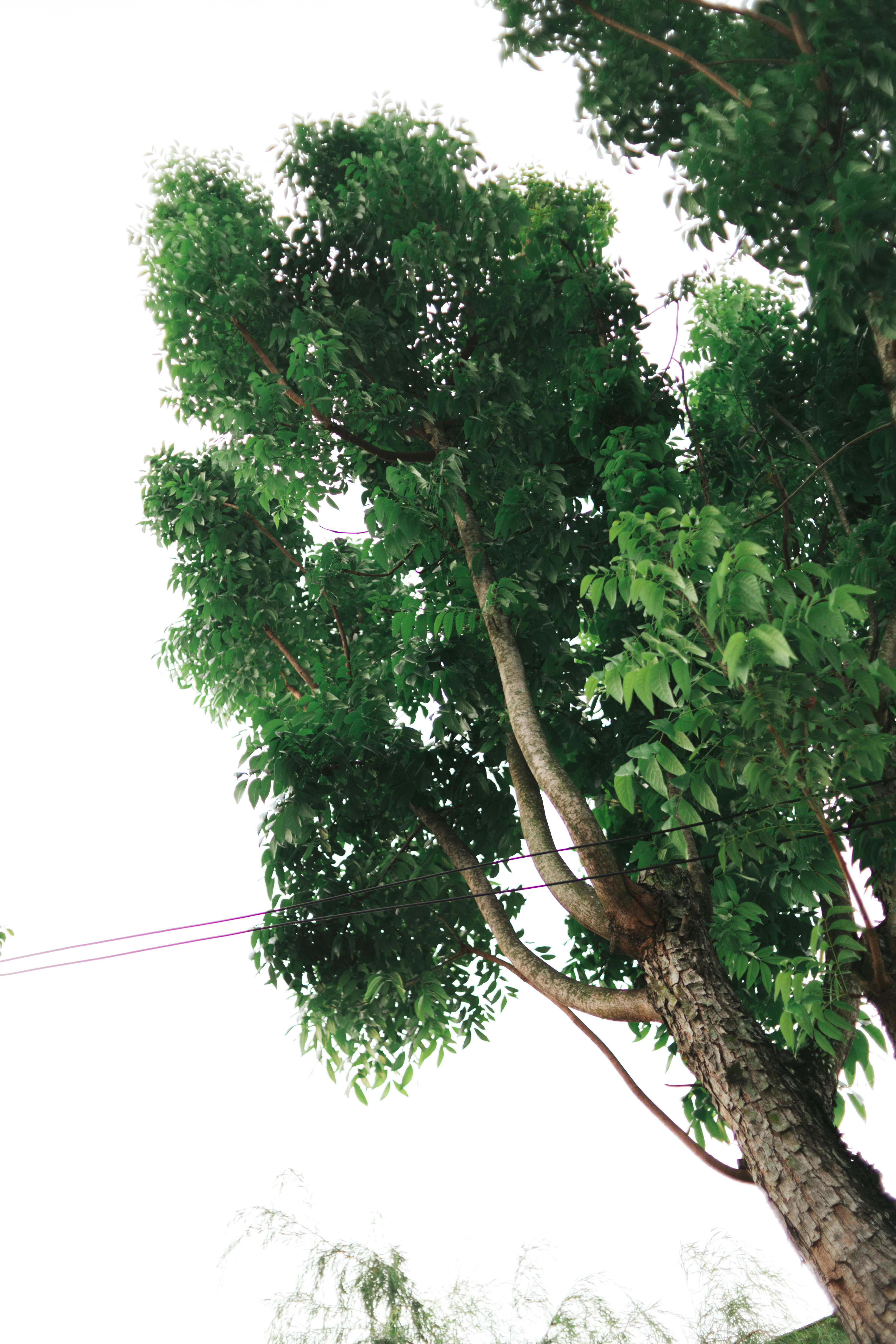 Emerald Canopy: Nature’s Resilience