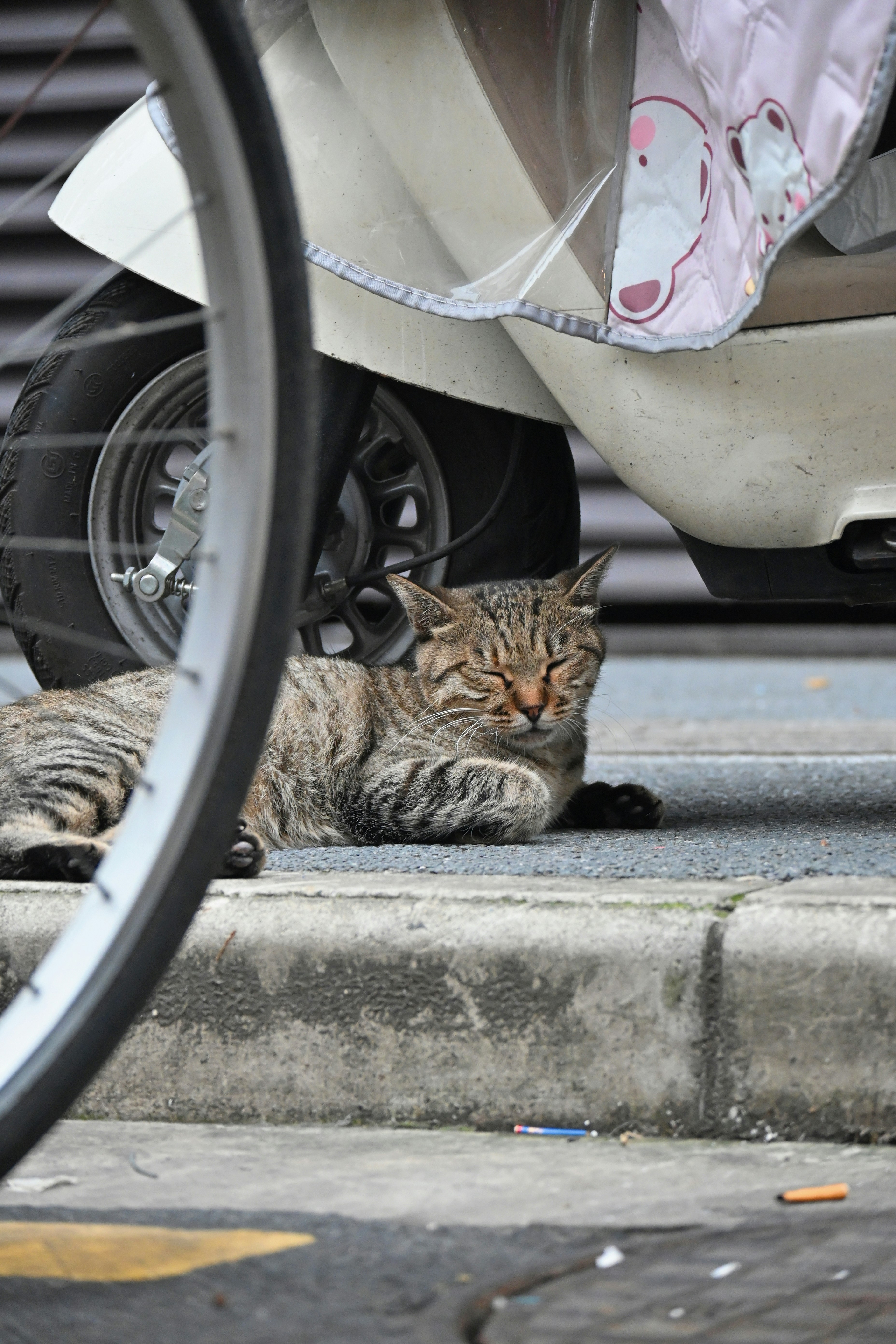 A tabby cat sleeps by a parked scooter