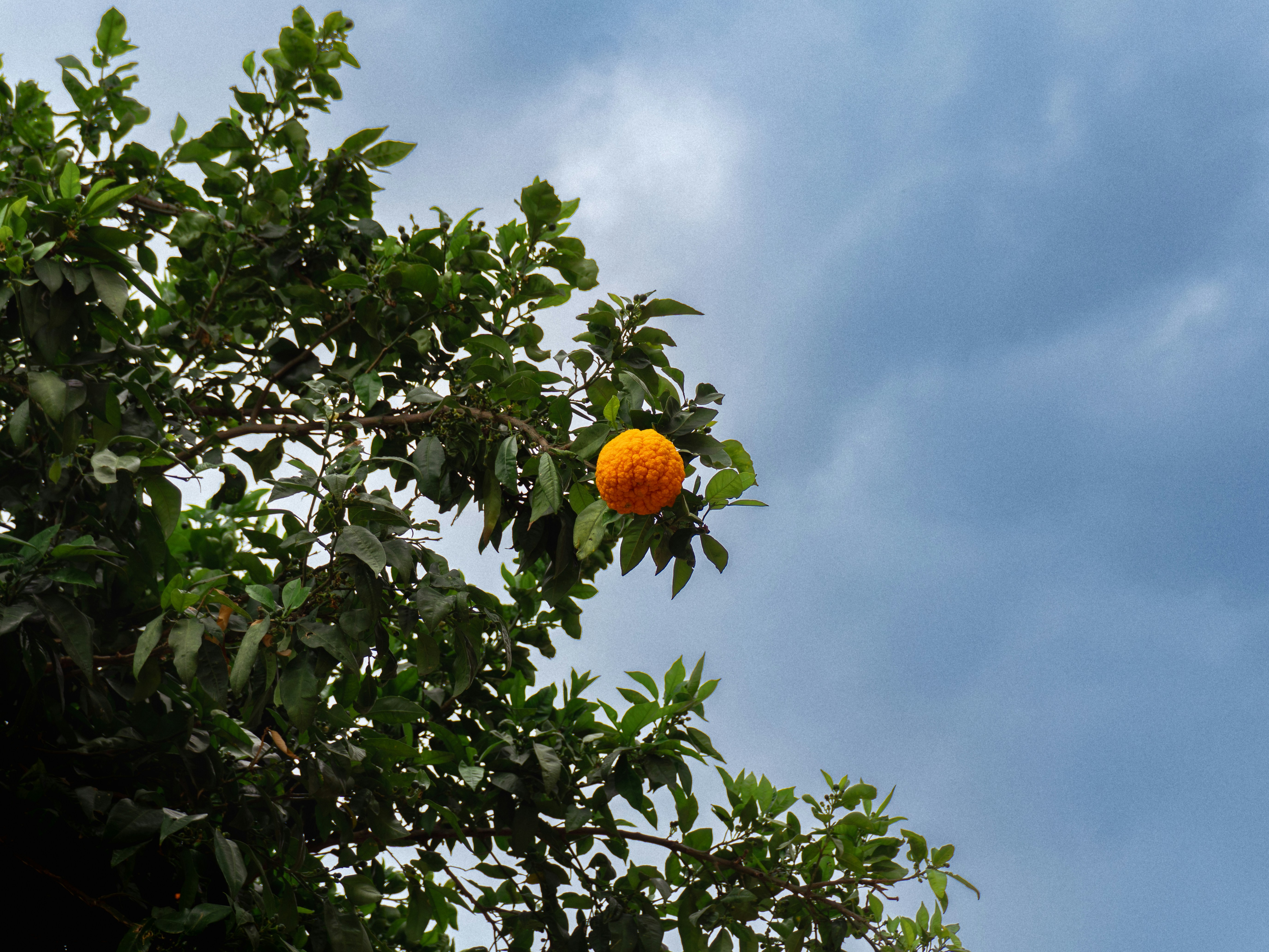 Golden Blossom Amidst the Stormy Sky
