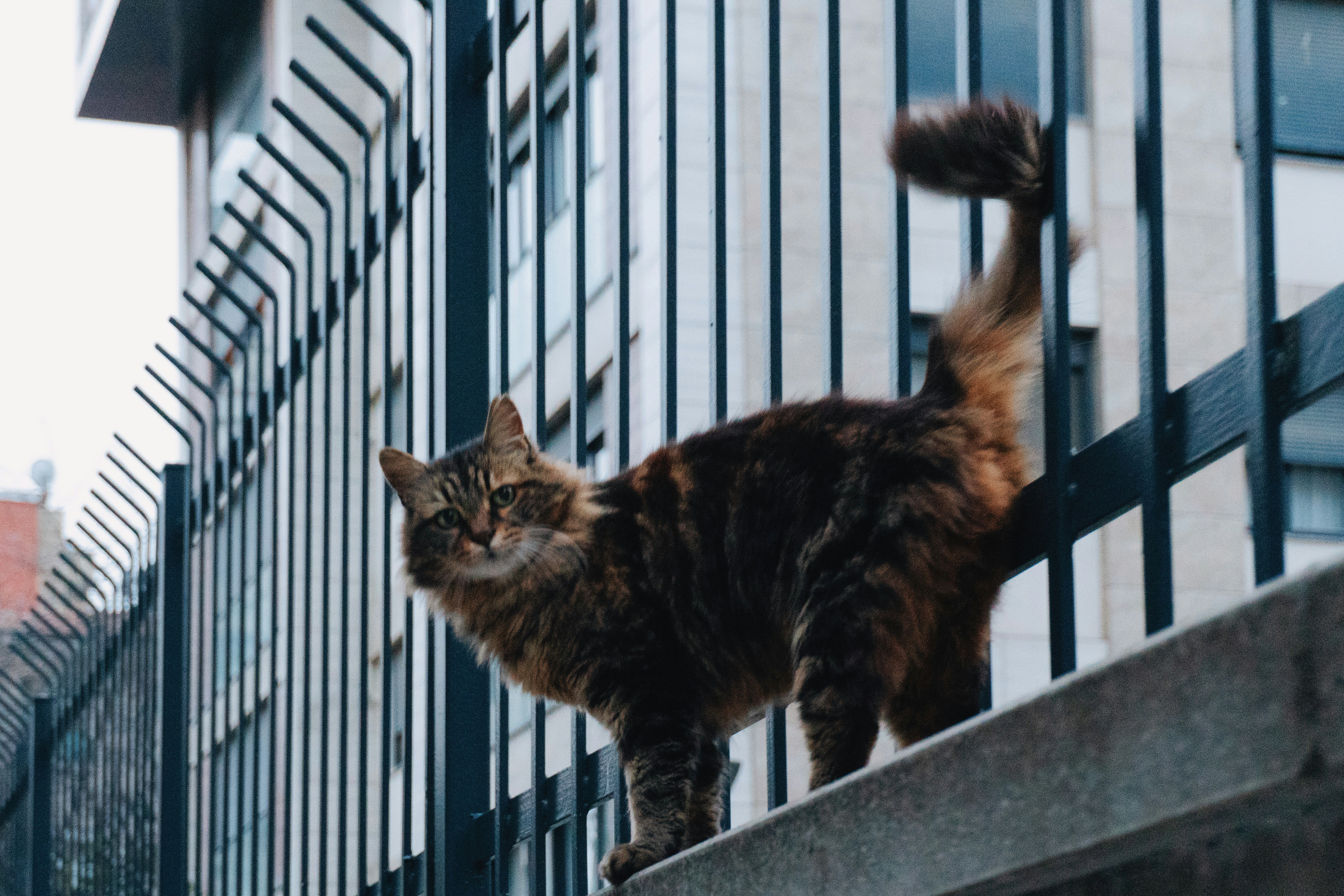 Whiskered Wanderer: A Feline's Urban Adventure