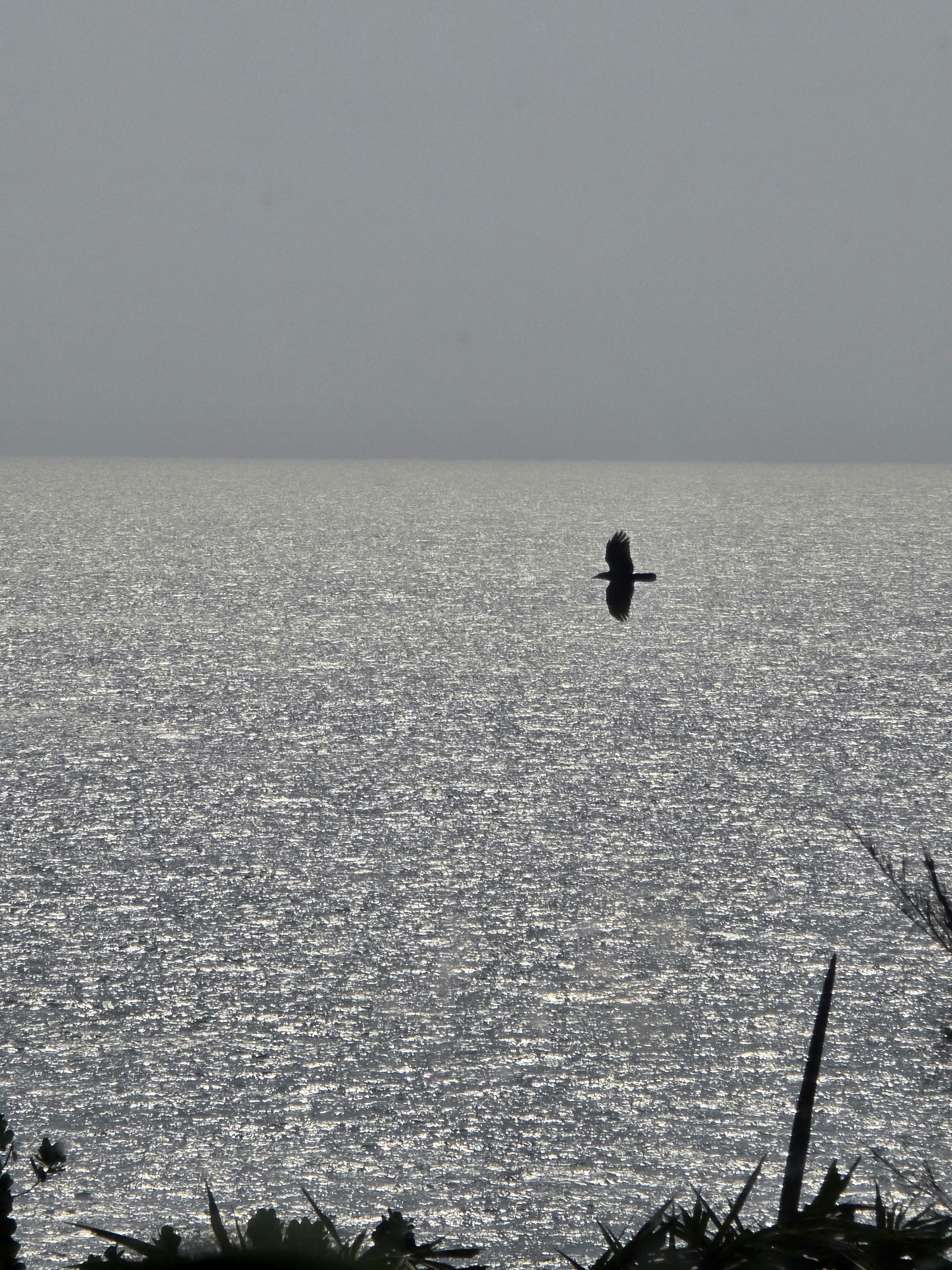 Sunset by the sea ft. A bird | A bird flies over the sparkling ocean at sunset