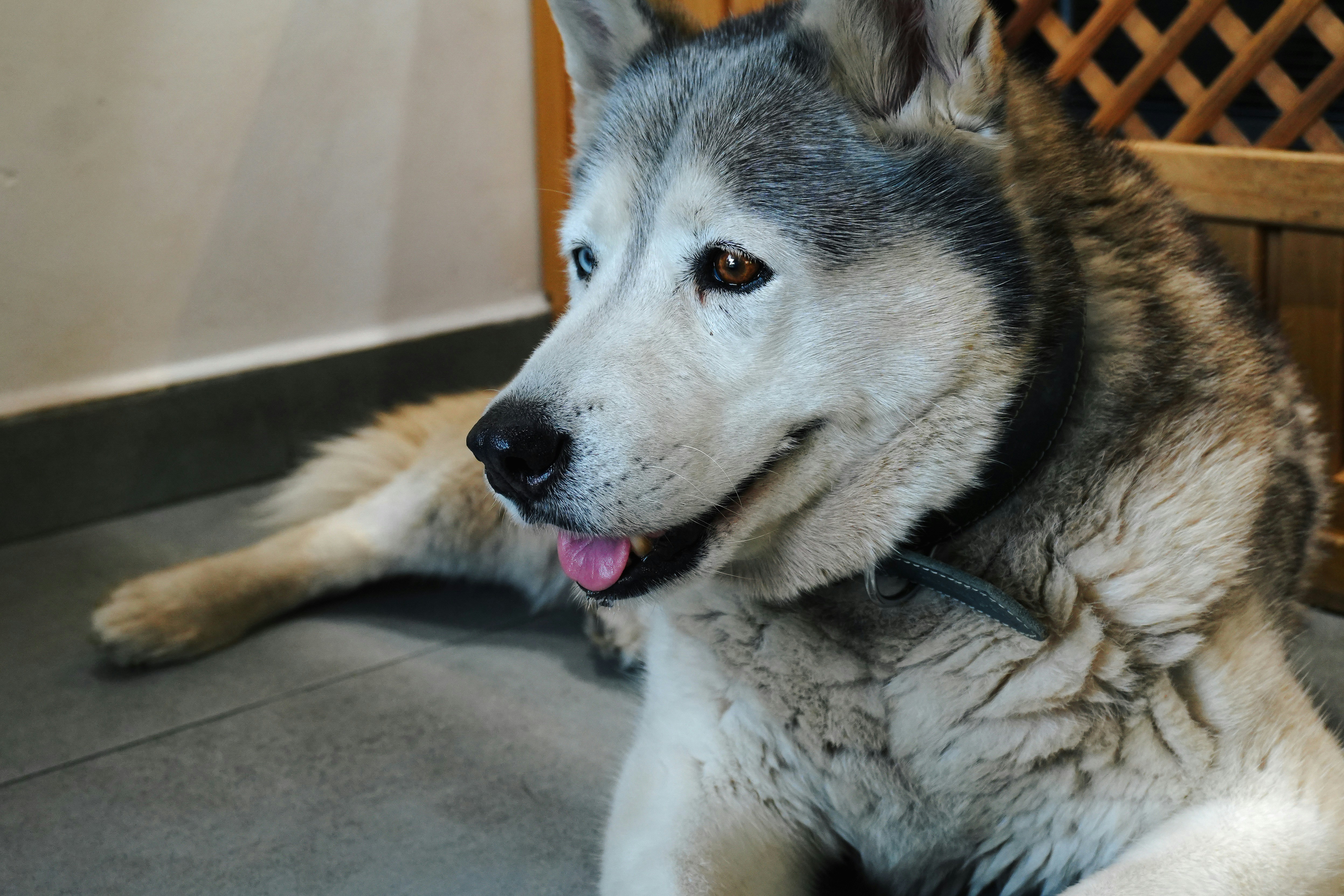 Serene Companion in a Cozy Corner