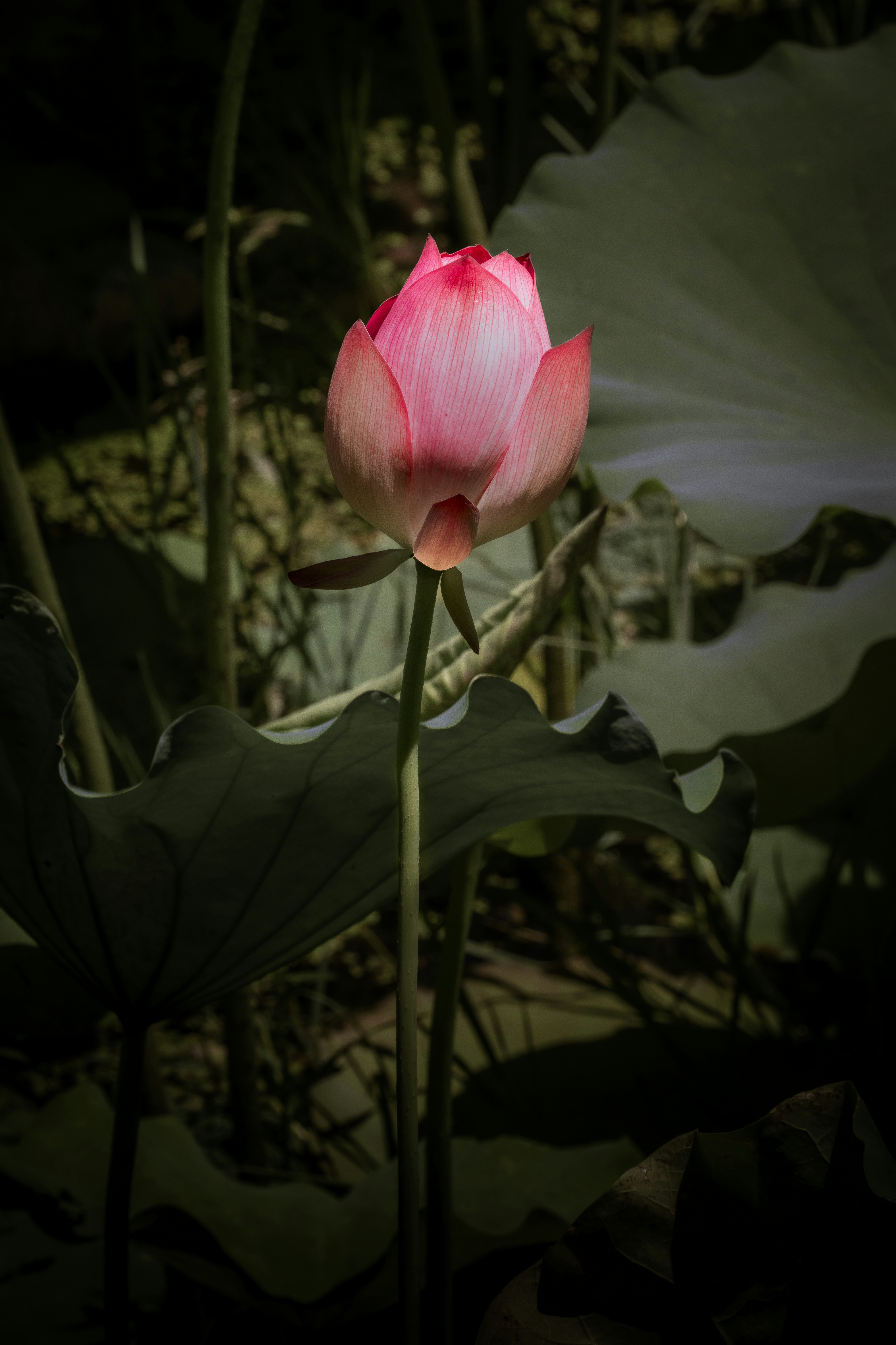 A single pink lotus bud emerges from dark foliage.