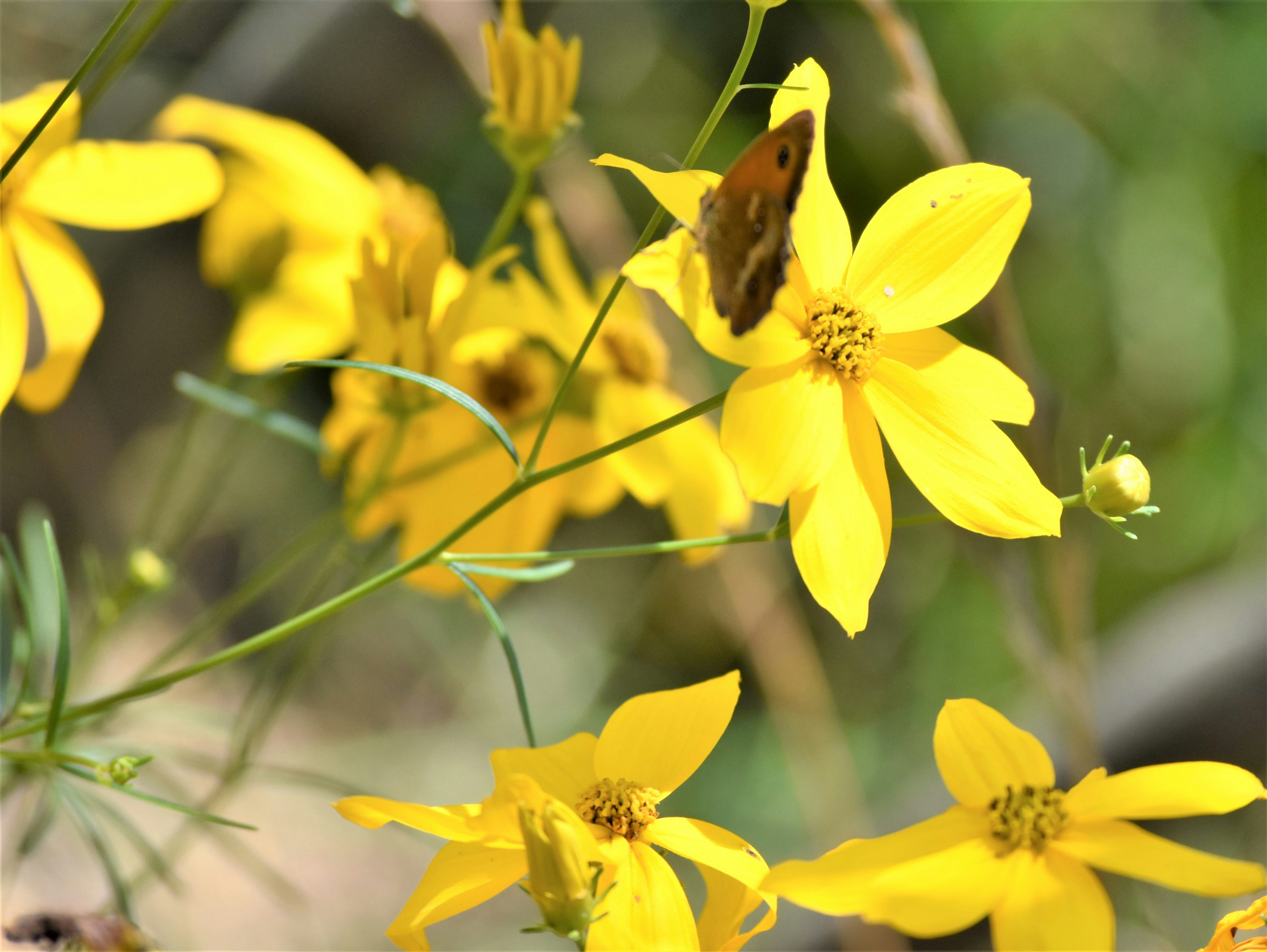 Yellow Flowers | A brown butterfly rests on a yellow flower.