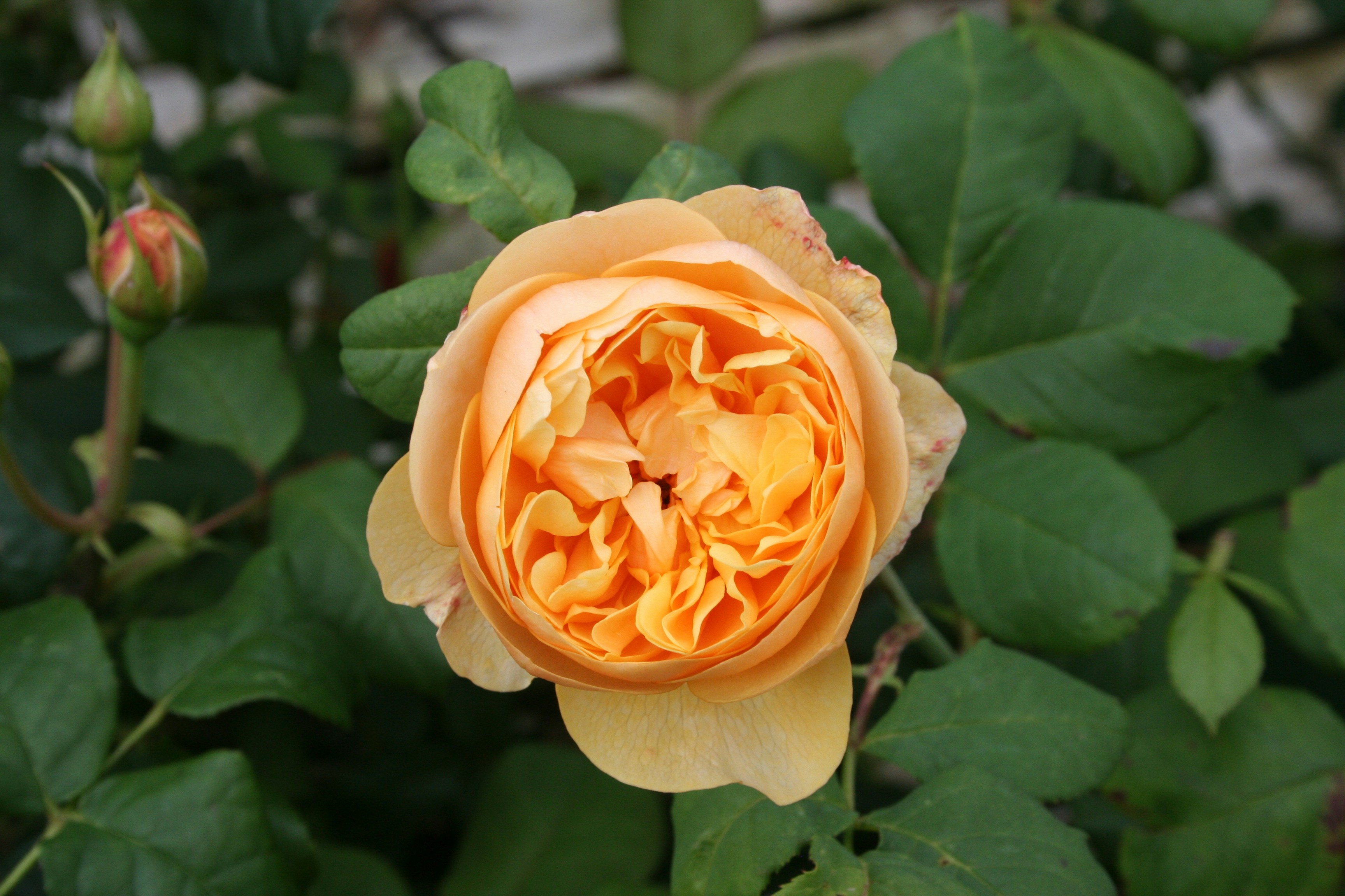 A close-up of a blooming orange rose with green leaves