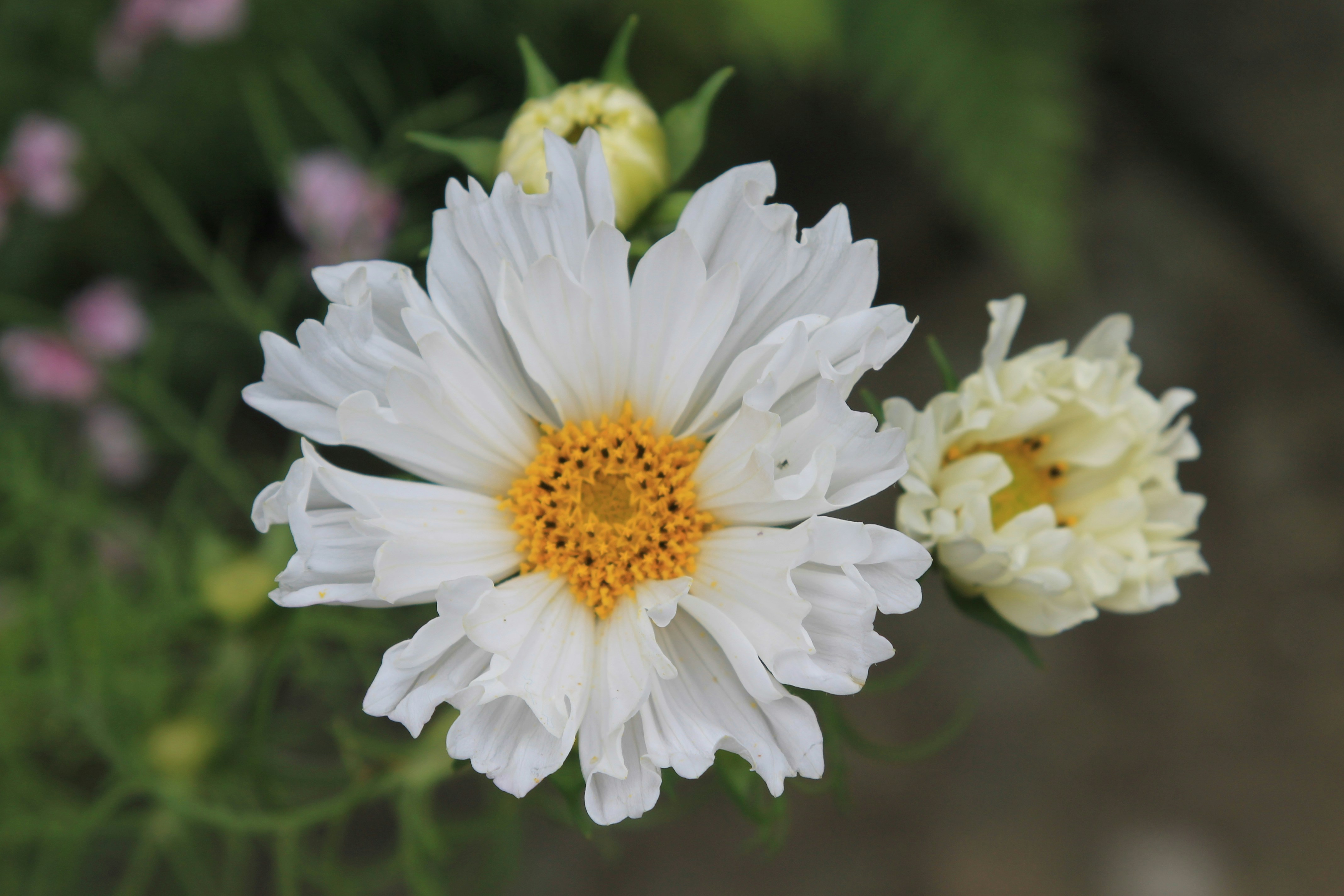 A close-up view of a white flower with a vibrant yellow center, accompanied by a budding flower and a partially opened bloom, set against a soft green background.