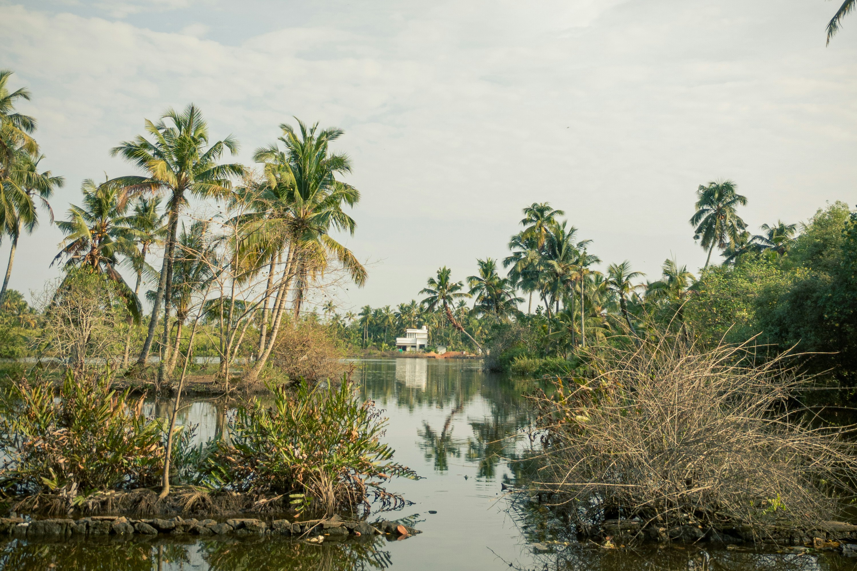 Kerala Backwaters | Palm trees and vegetation surround a tranquil waterway.