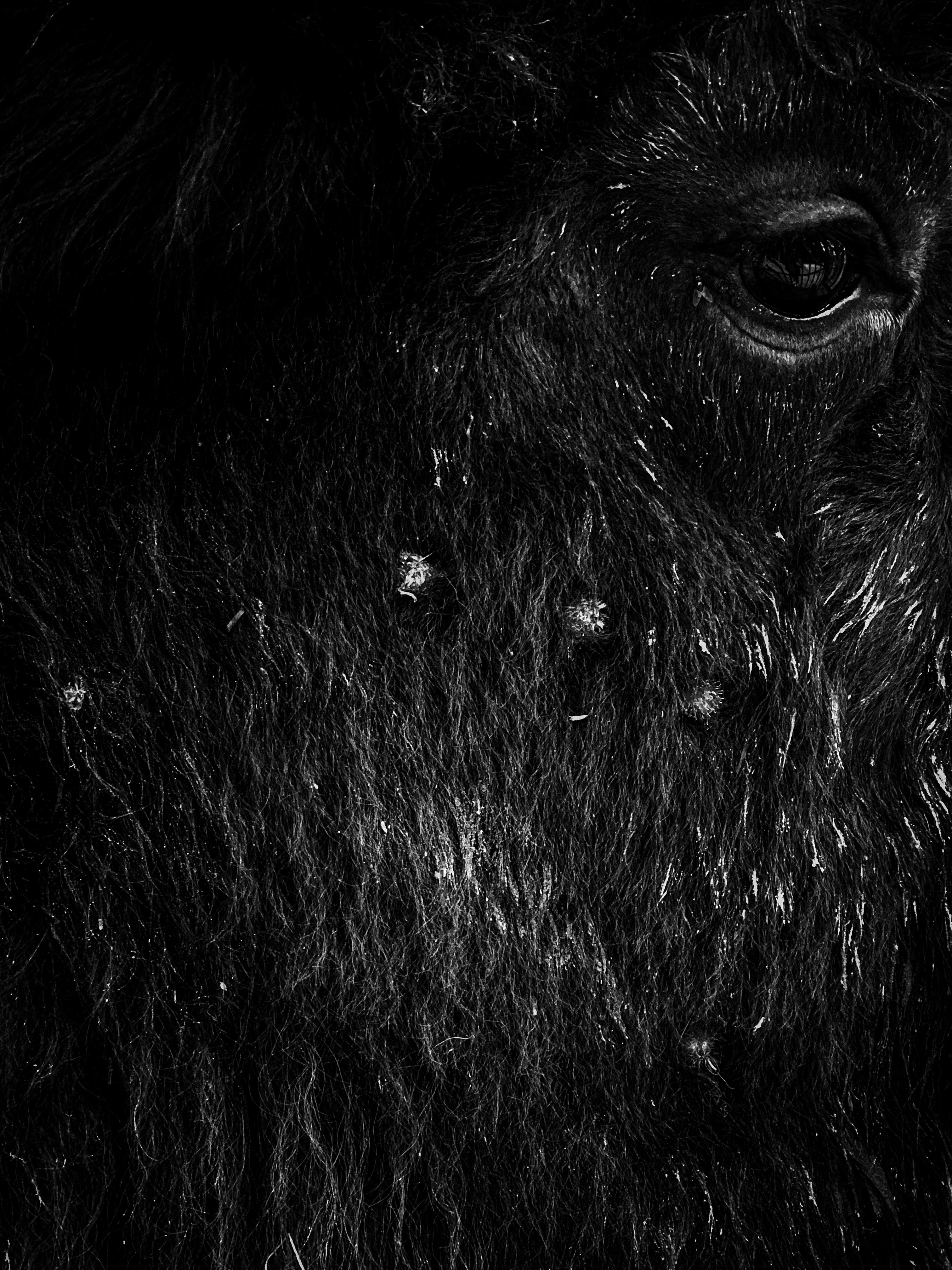 Close-up of a bison's eye and fur