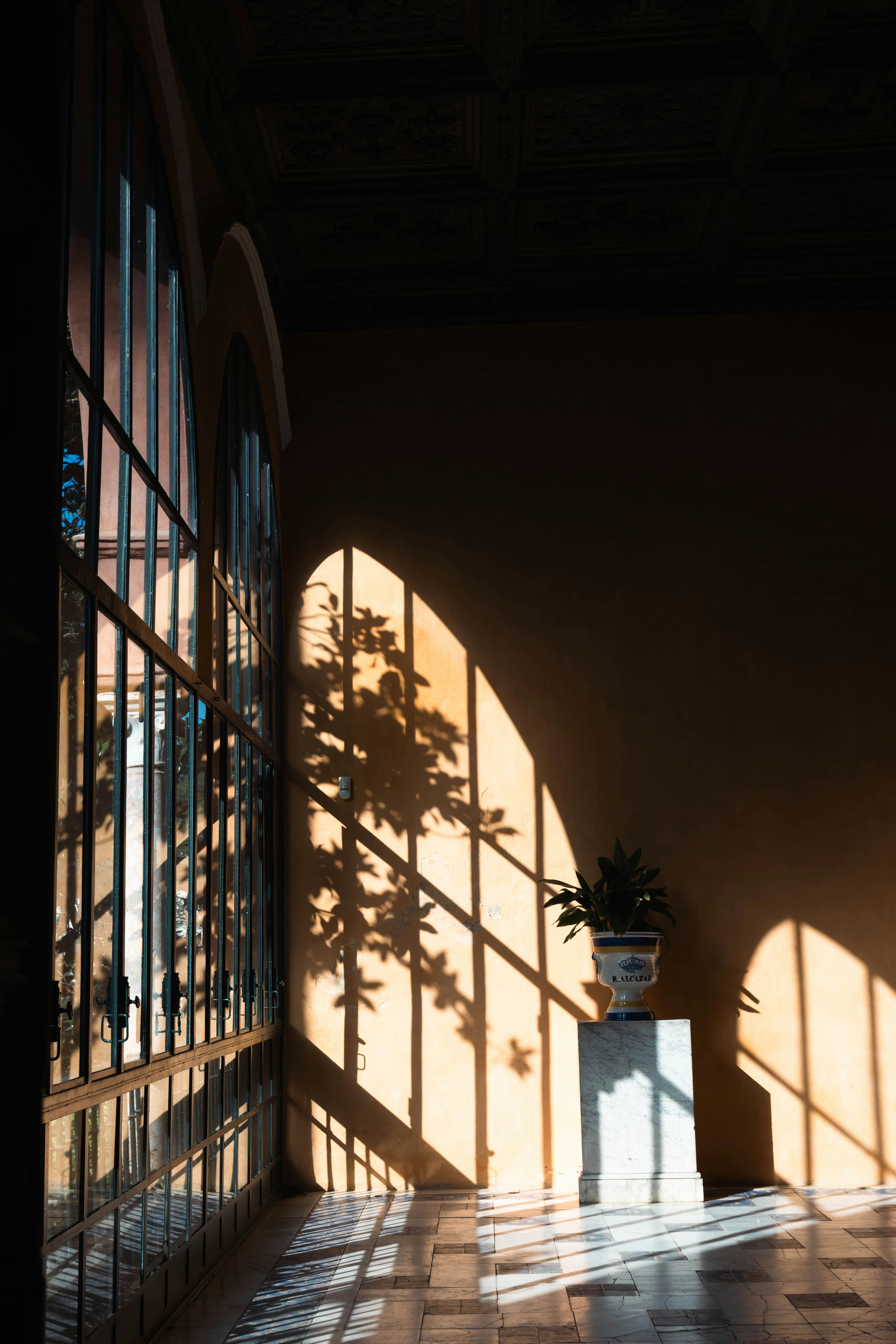 Sunlight filtering through large windows creates intricate shadows on the wall, highlighting a potted plant on a pedestal.