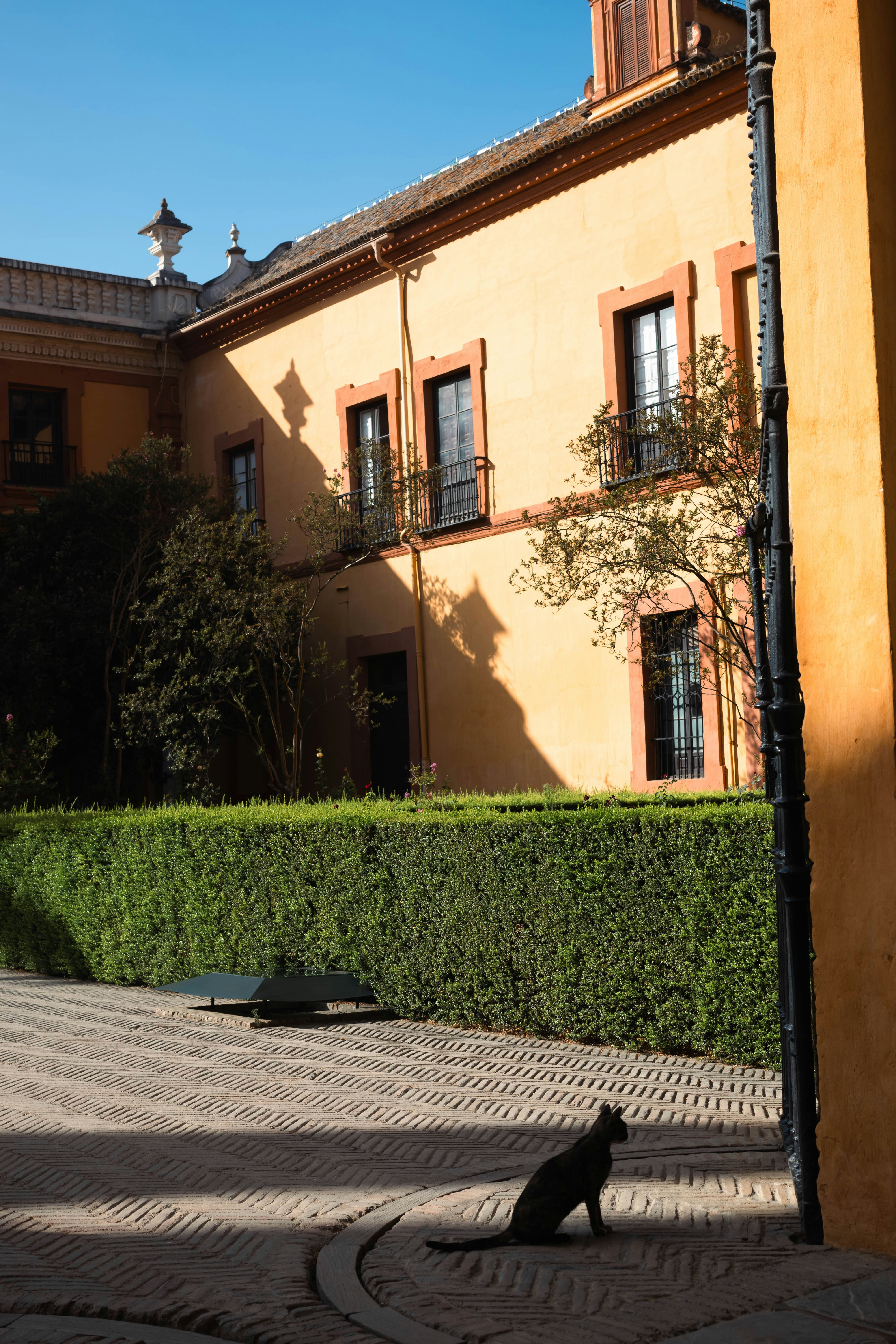 Sunlit Courtyard Cat at the Edge of a Citrine Facade