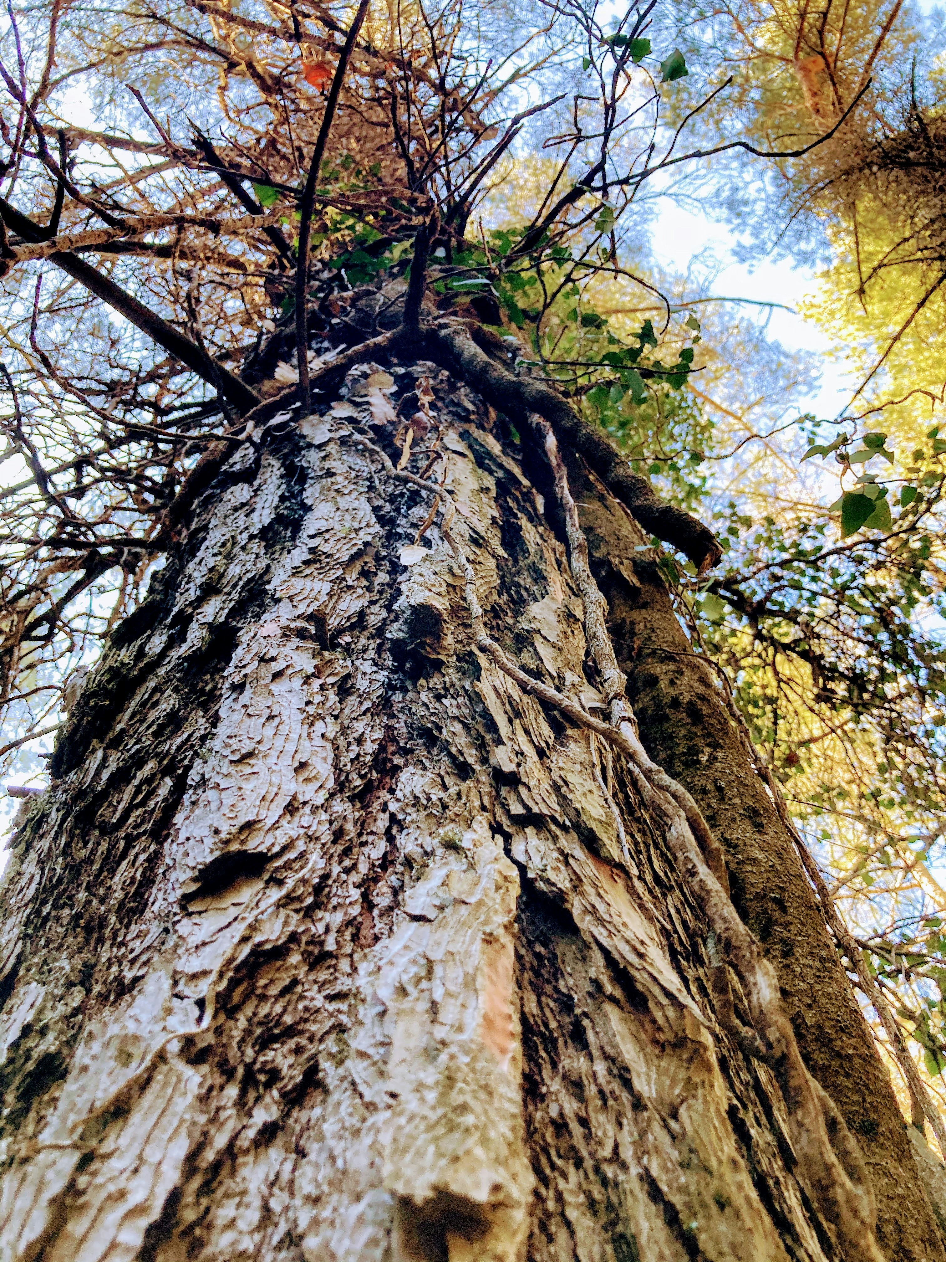 Nature | Looking up a textured tree trunk with vines and branches