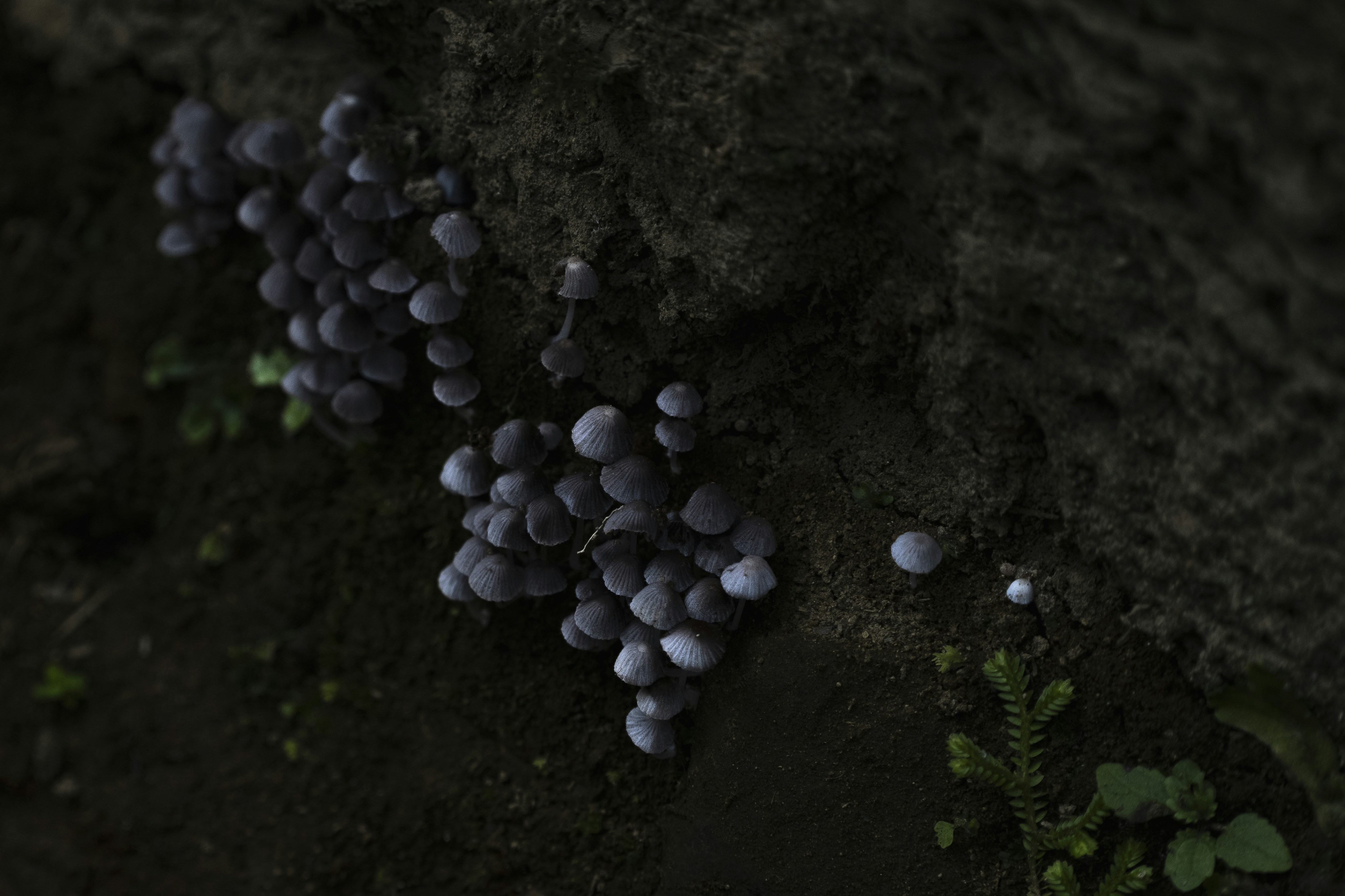 Whispers of the Forest Floor