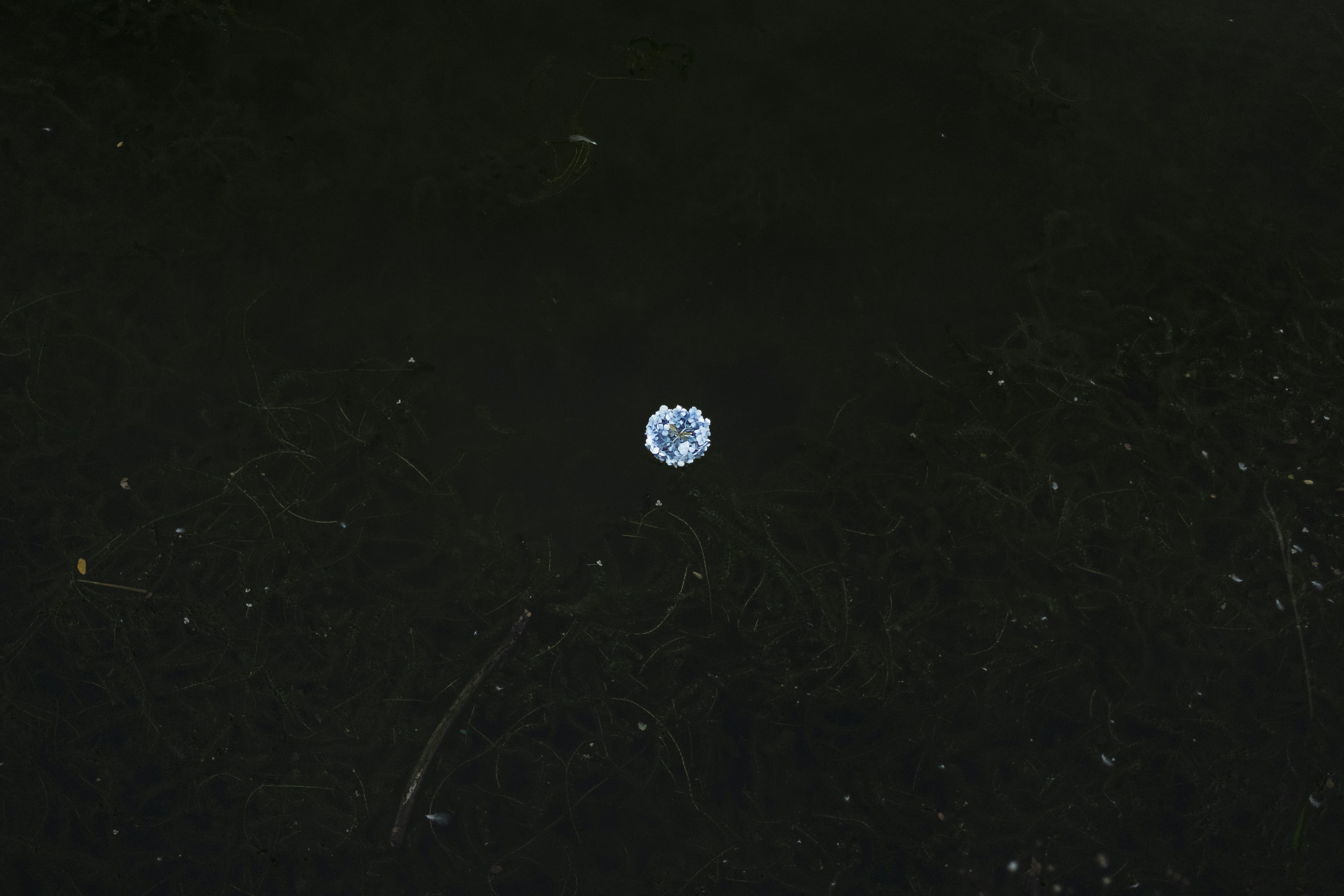 Solitary Bloom Amidst the Shadows