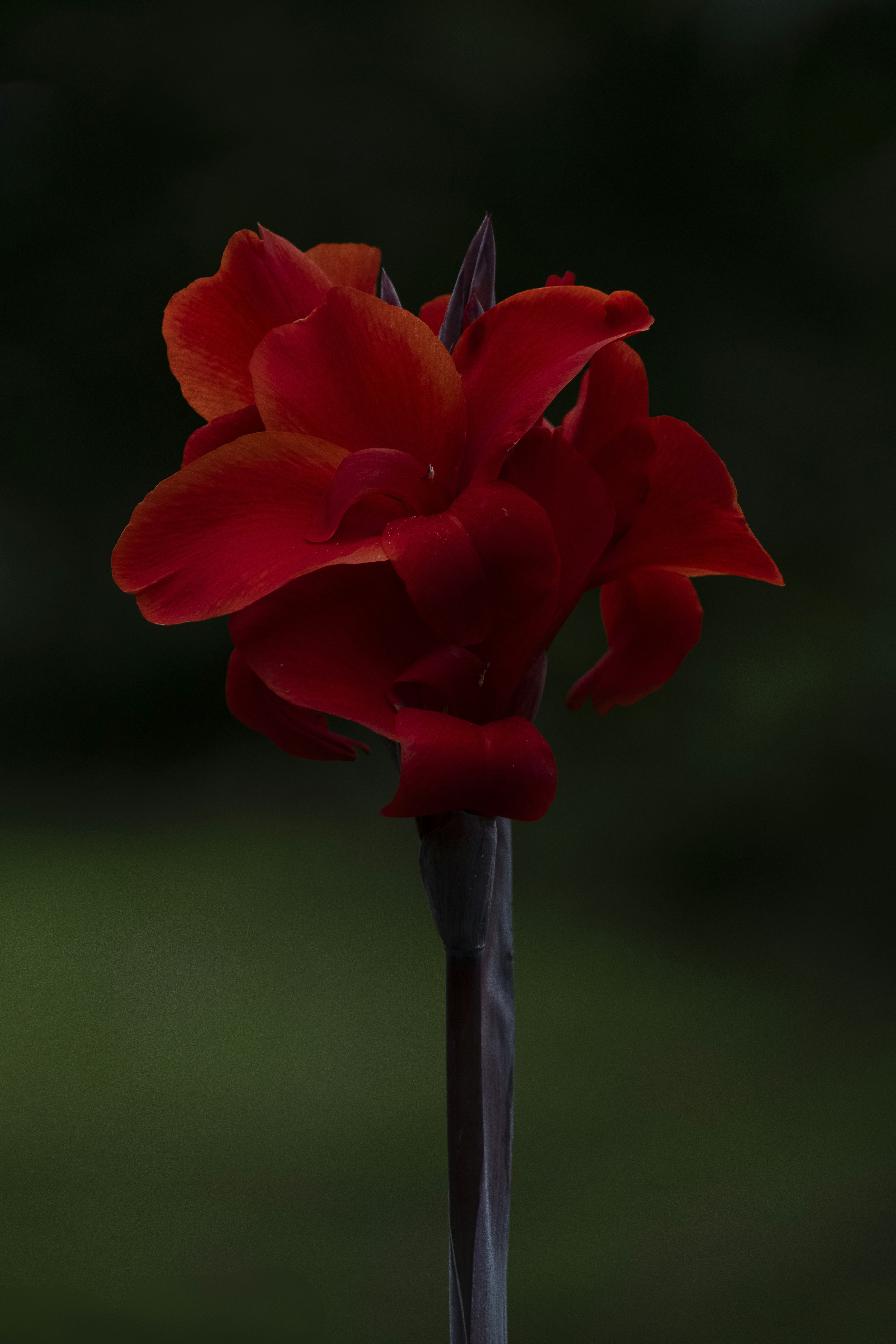 Crimson Elegance: A Floral Portrait