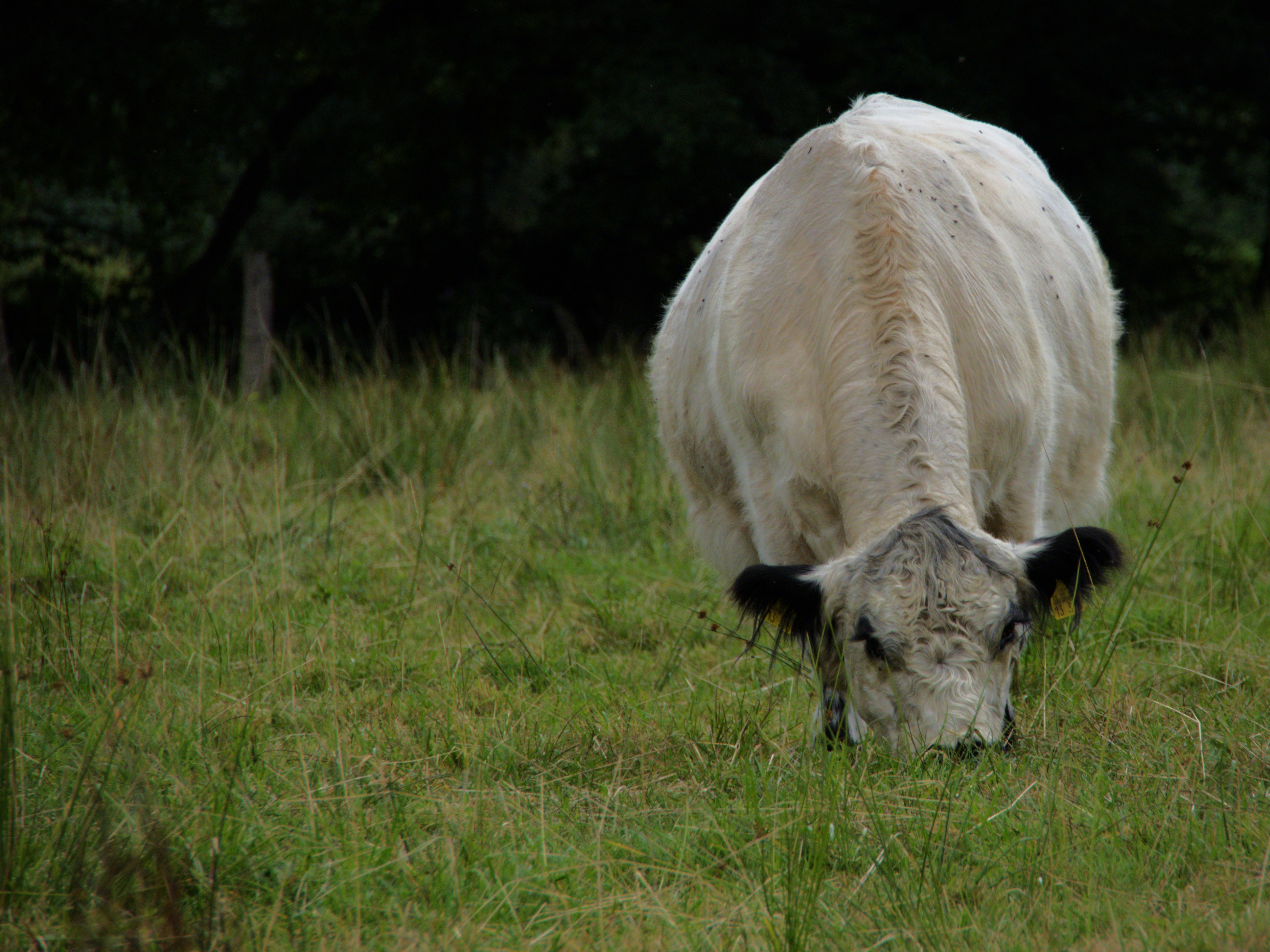 Grazing Serenity: A Moment in Nature