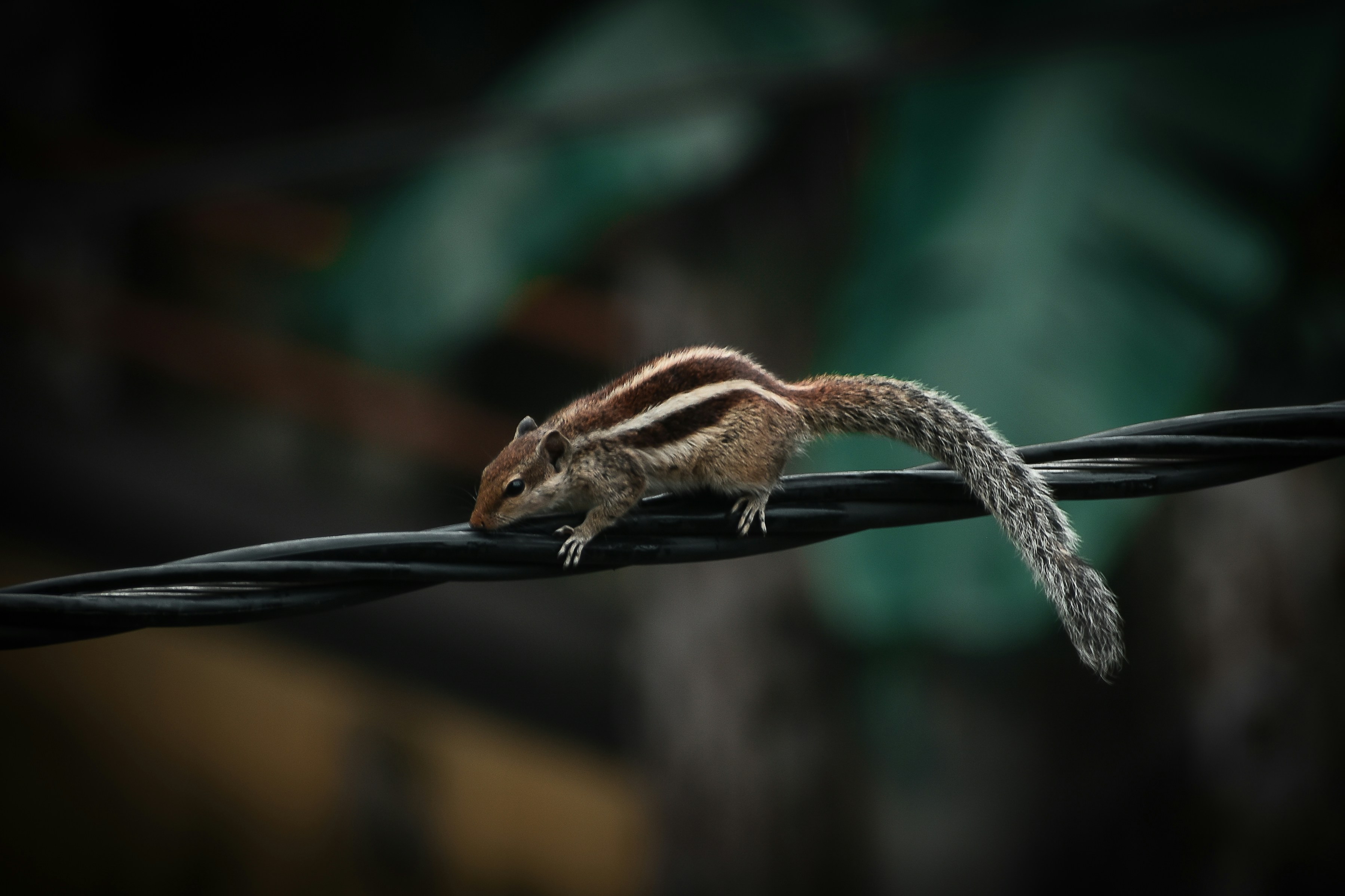 Balance on a Wire: The Squirrel's Tightrope Walk