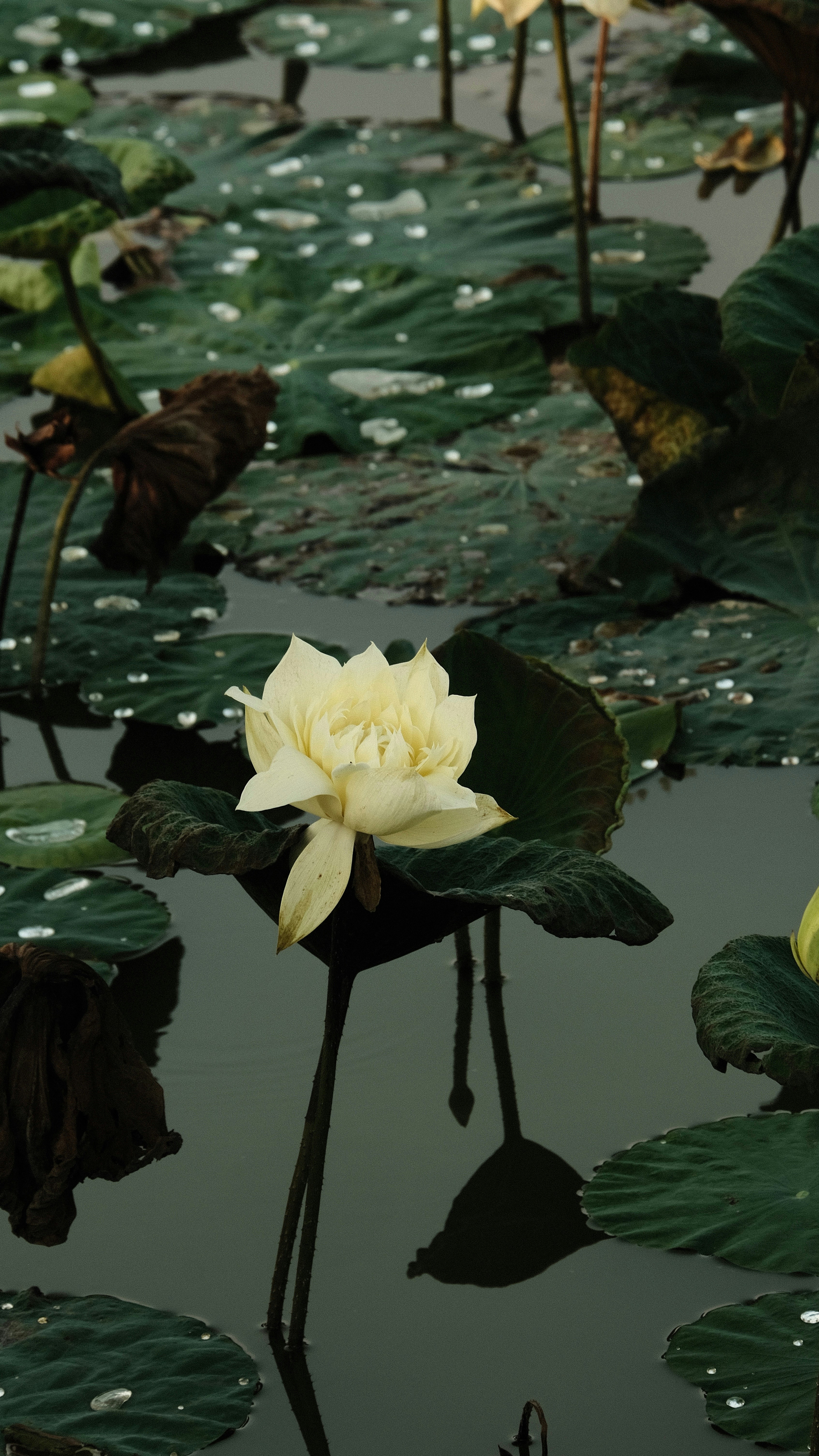 Yellow Water Lily in Focus Amid Floating Leaves