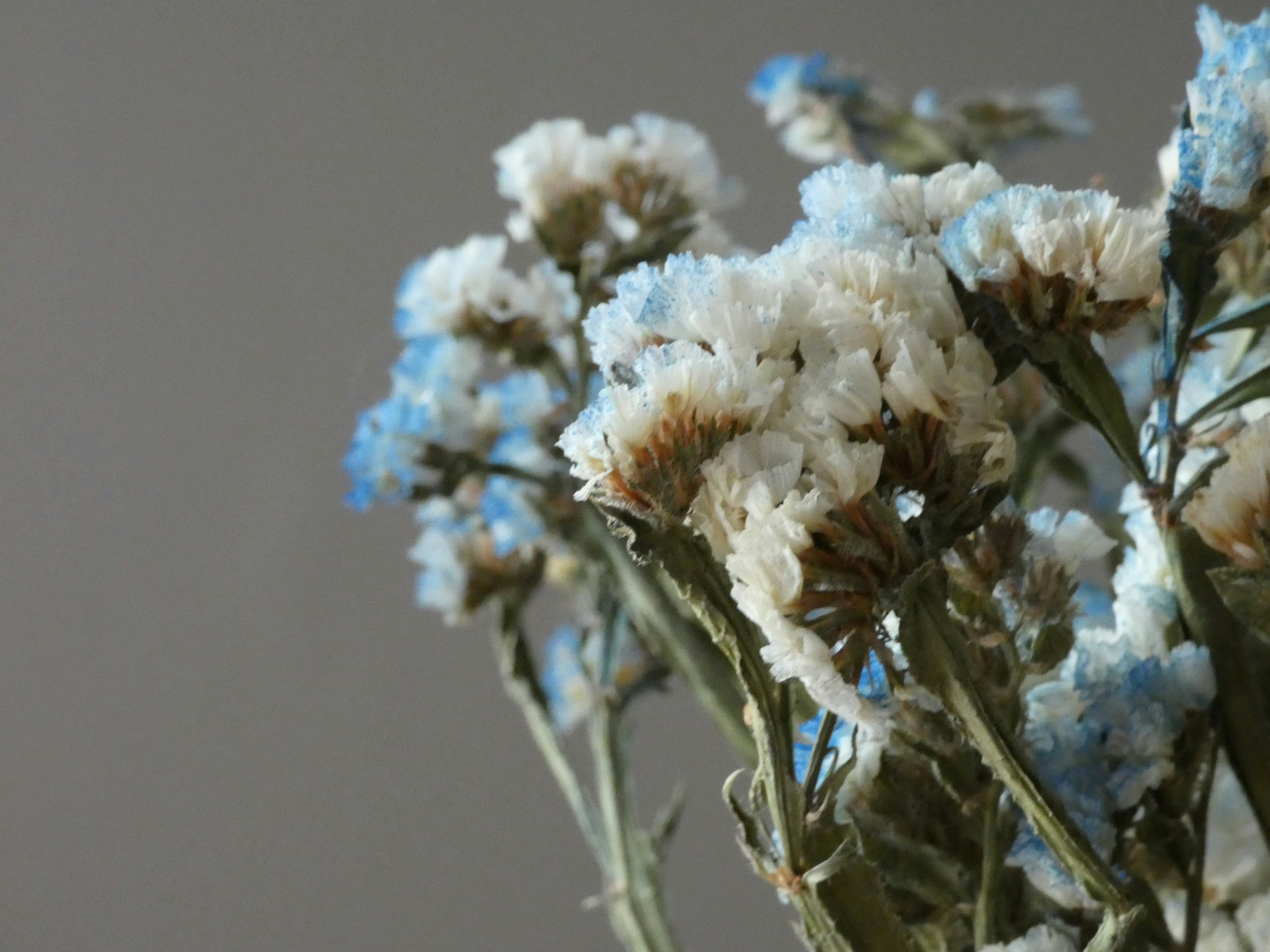 Delicate dried statice flowers in soft white and blue against a neutral background | Dried flowers with white and blue petals