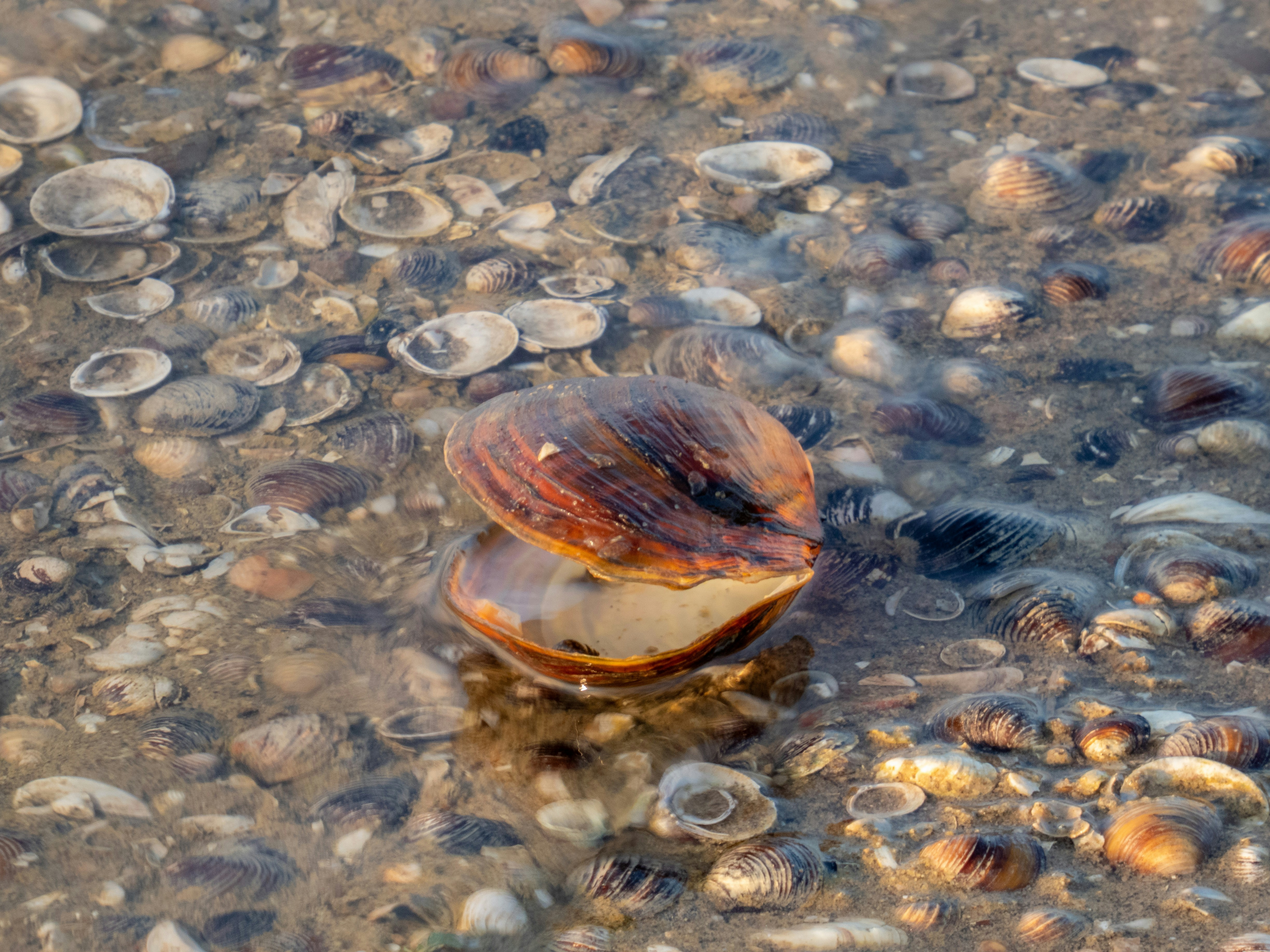 A single open clam rests in shallow, clear water surrounded by scattered river shell fragments on a sandy bottom | A single clam sits open on a shell-covered seabed.