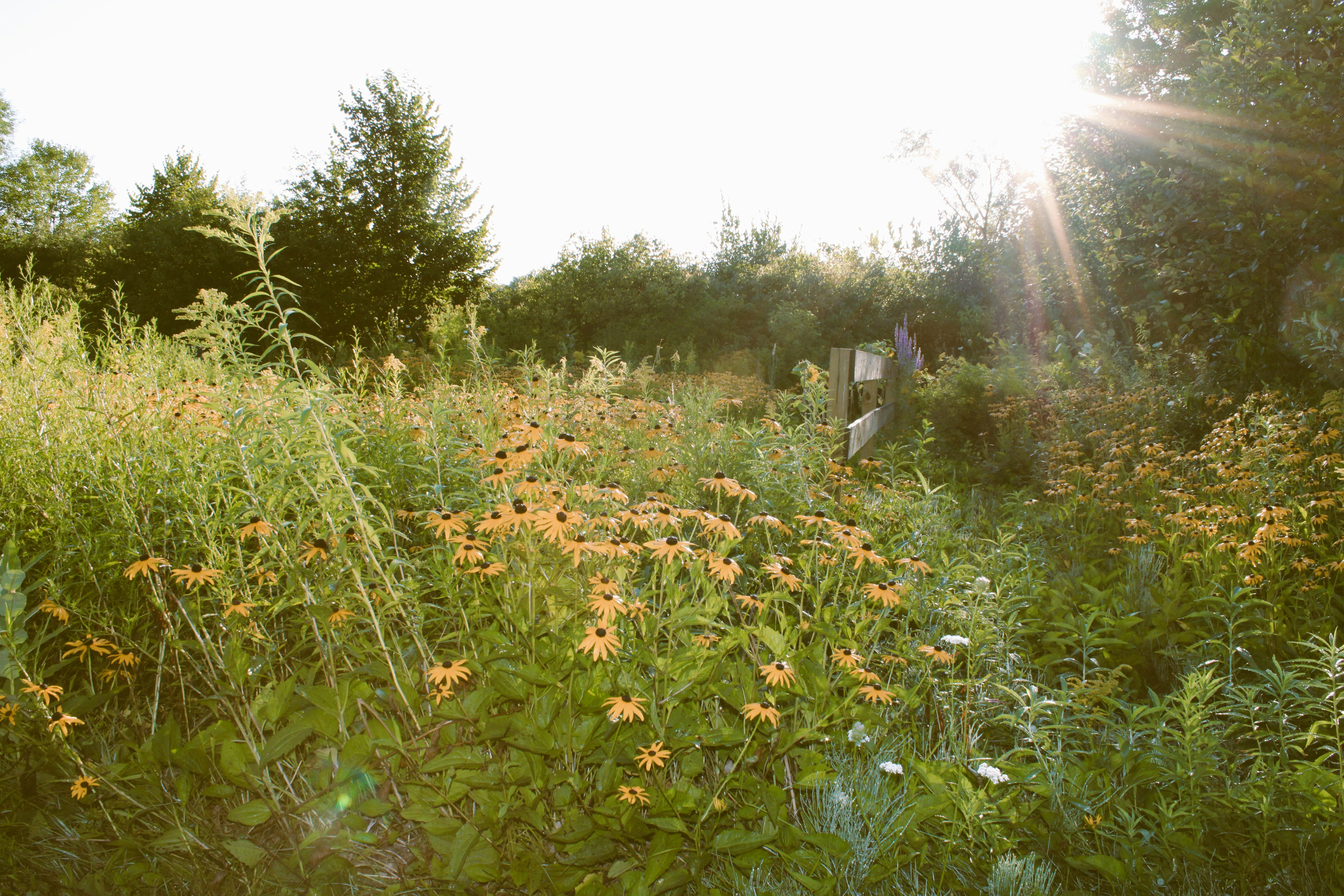 Vibrant wildflowers bloom in a sunlit field, with a rustic wooden fence in the background. The warm light enhances the natural beauty of the scene.