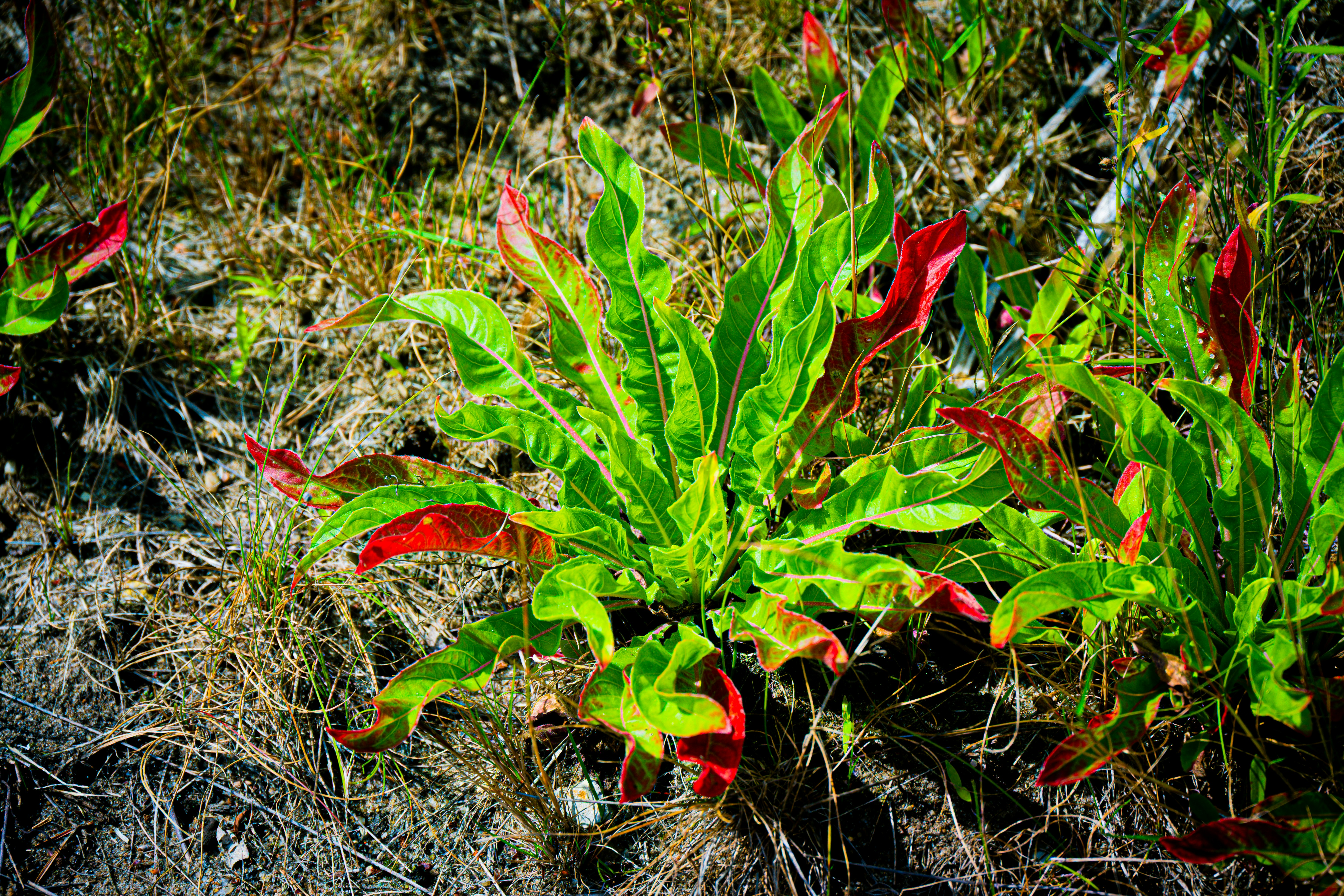 Crimson-tinged Fern Sprout Amid Dry Ground