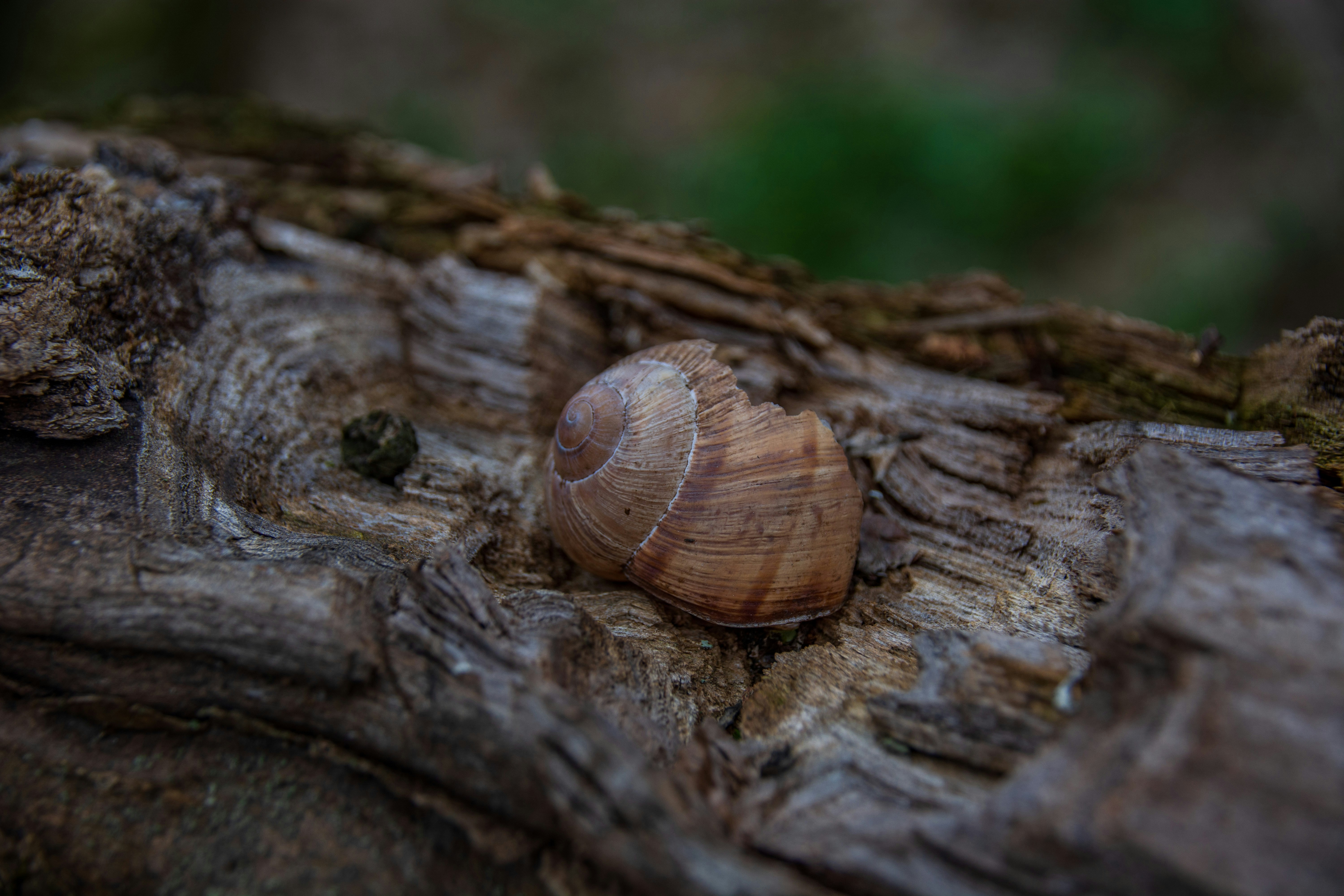 Snail shell resting on weathered wood