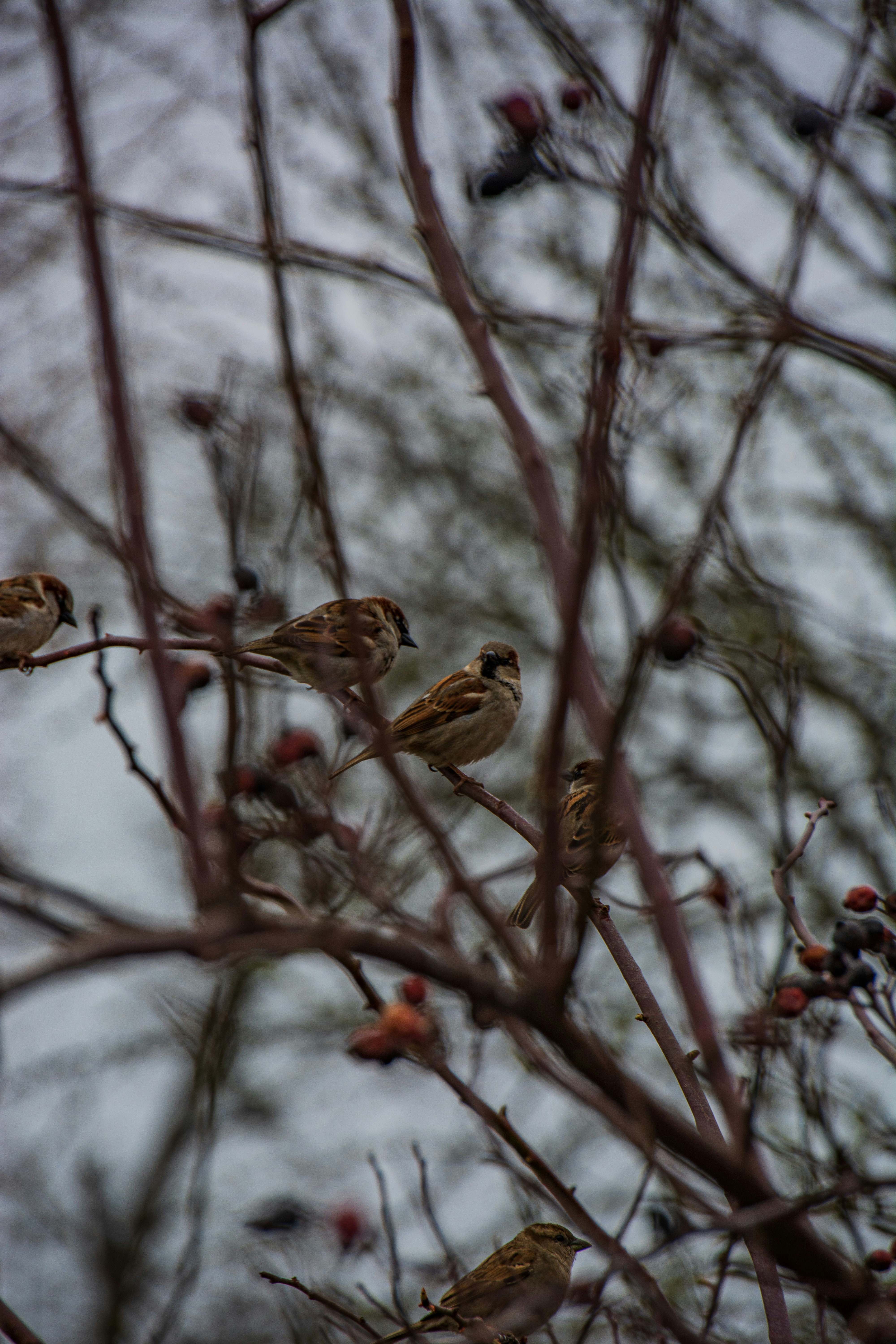 Chorus Amongst the Branches
